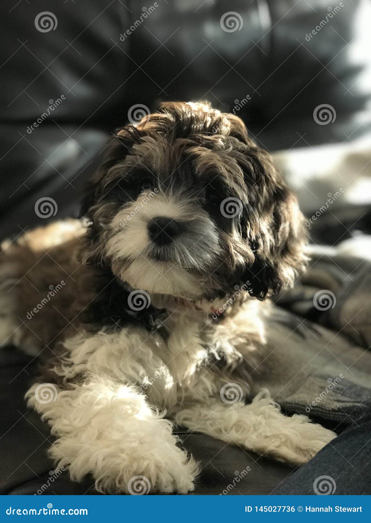 Sunny morning stock photo. Image of sunny, cockapoo - 145027736