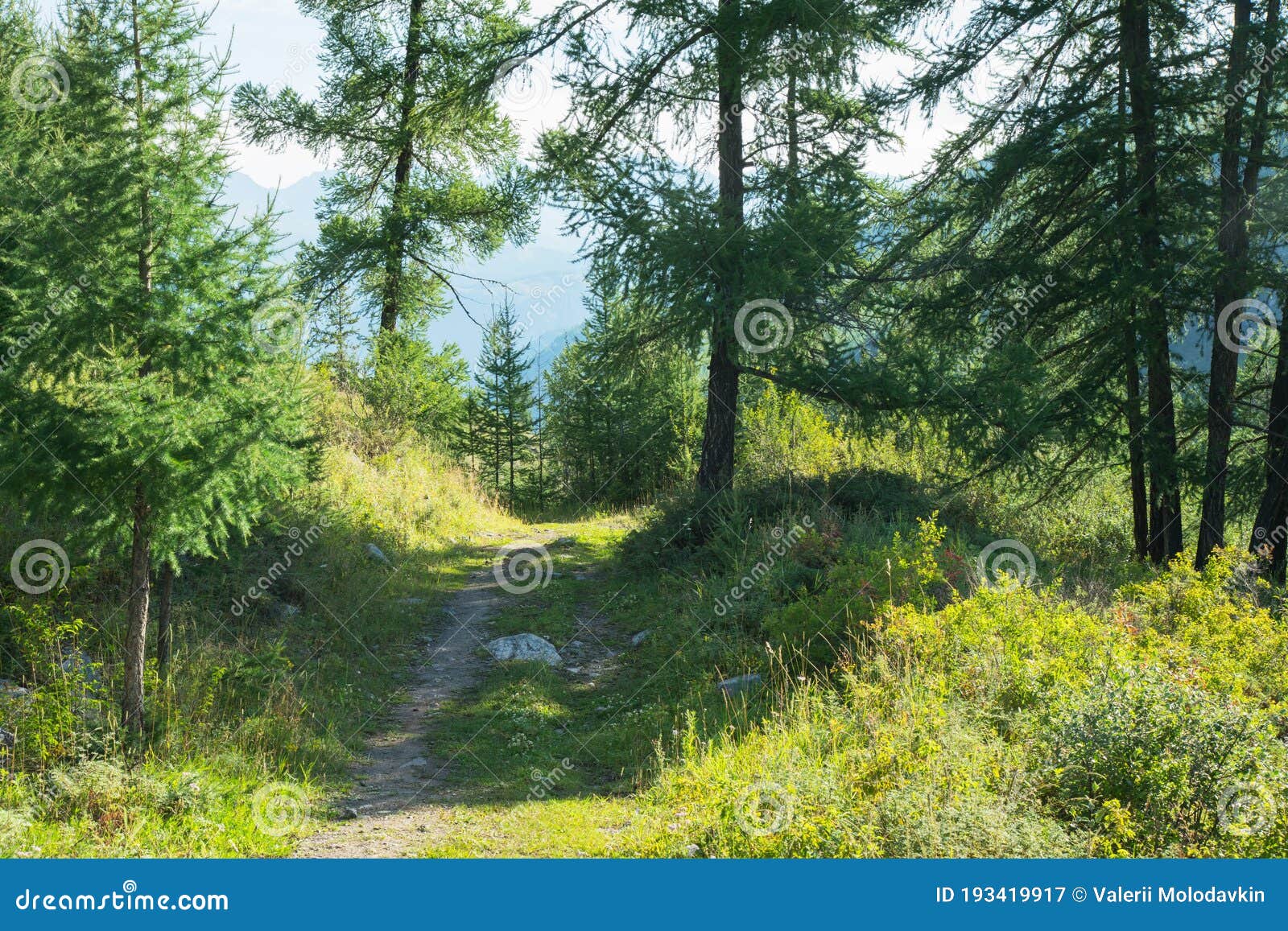 Sunny Morning, Path in the Mountain Forest, Summer Stock Image - Image ...