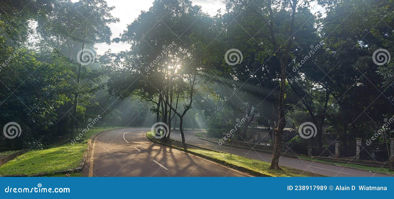 Sunny Morning in Trophical Country Stock Image - Image of grass, tree ...