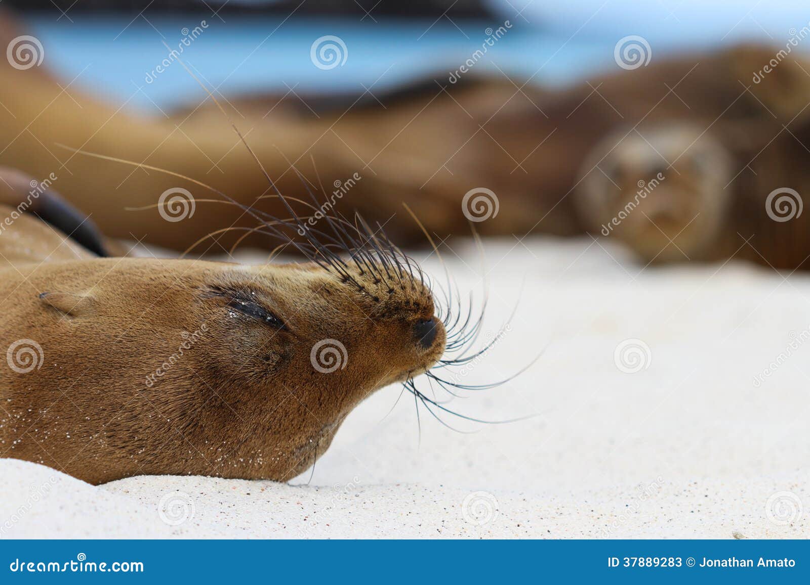 Sunny Nap stock image. Image of galapagos, beach, beaches - 37889283