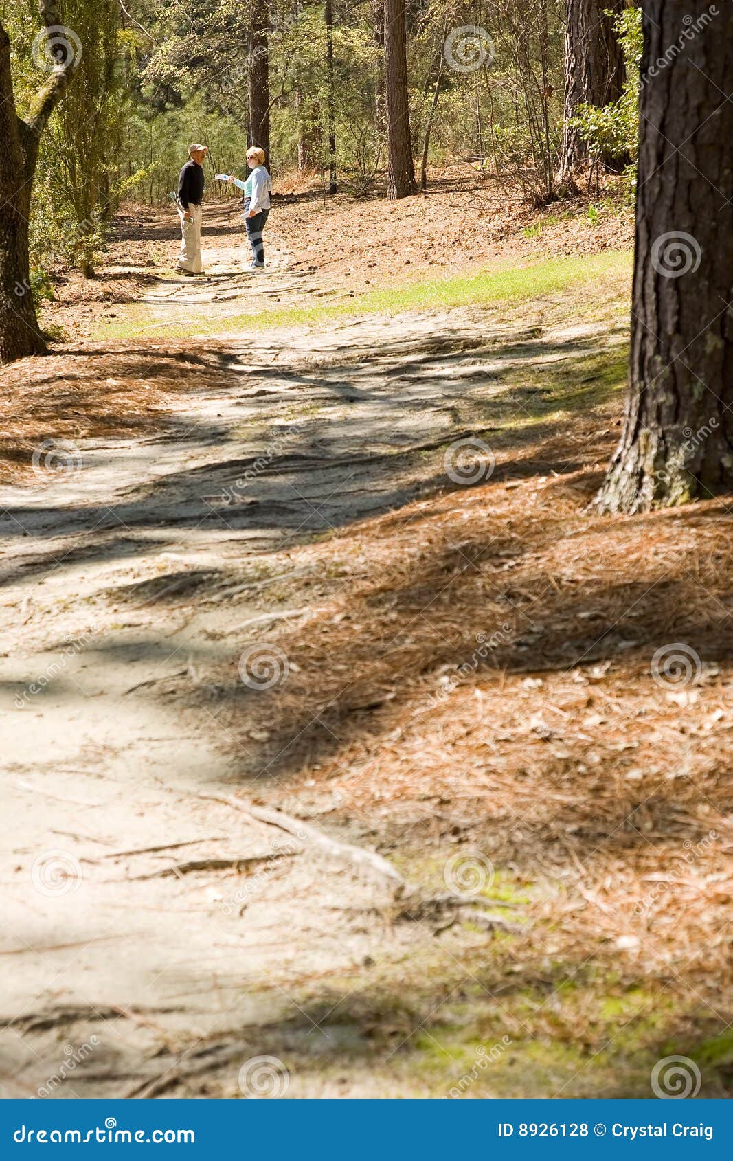 Sunny nature walk trail stock photo. Image of forested - 8926128