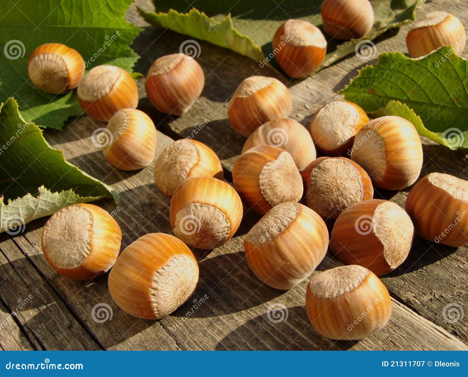 Sunny nuts stock image. Image of autumn, hard, natural - 21311707