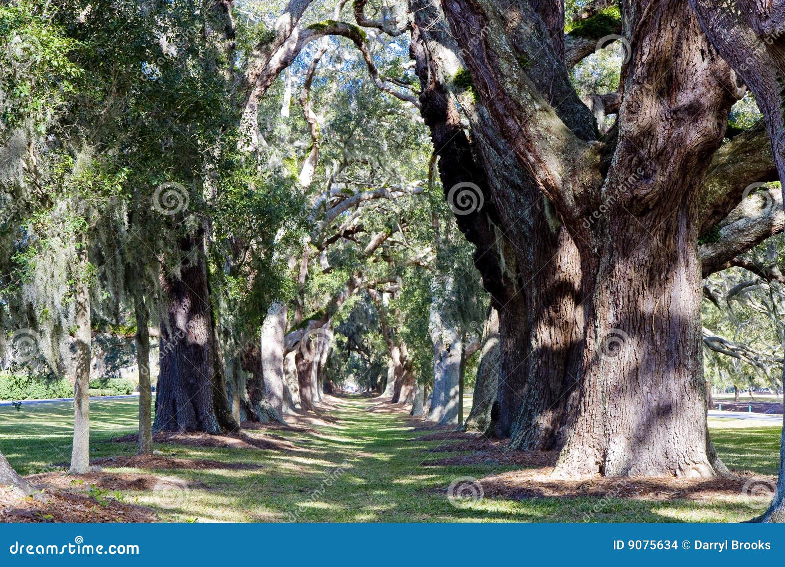 Sunny Oak Trees in a Row stock photo. Image of woodlands - 9075634