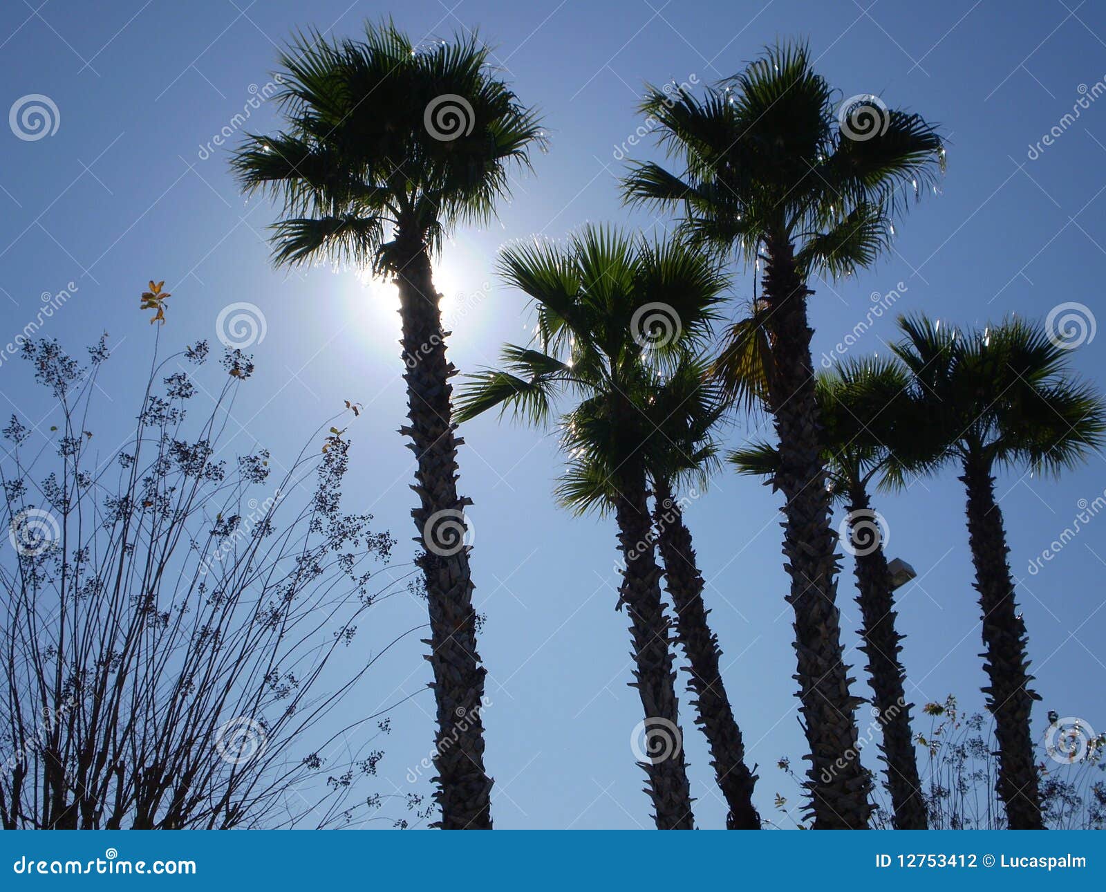 Sunny palm stock photo. Image of palm, tree, nature, beach - 12753412