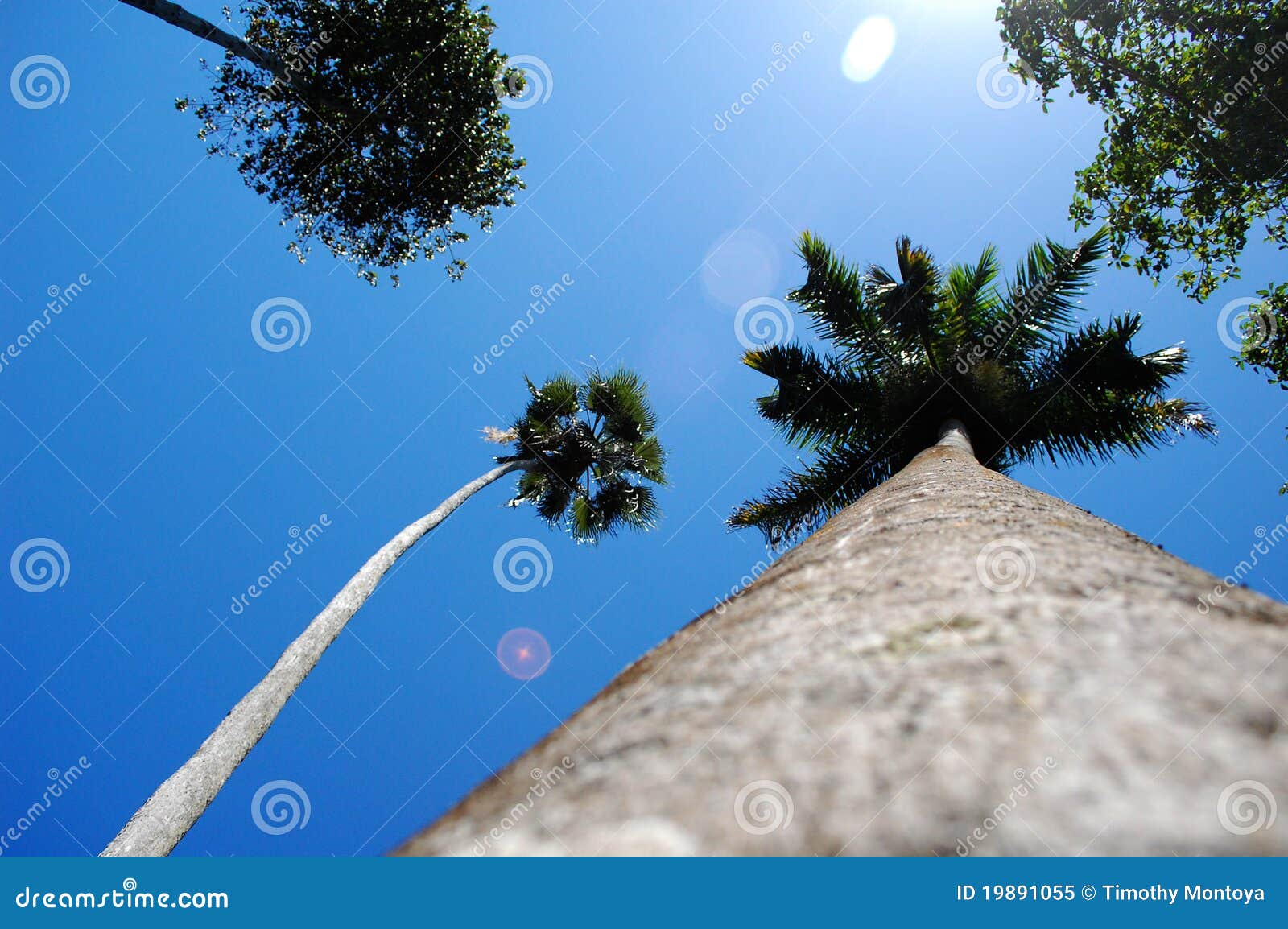Sunny Palm Tree stock image. Image of blue, shining, florida - 19891055
