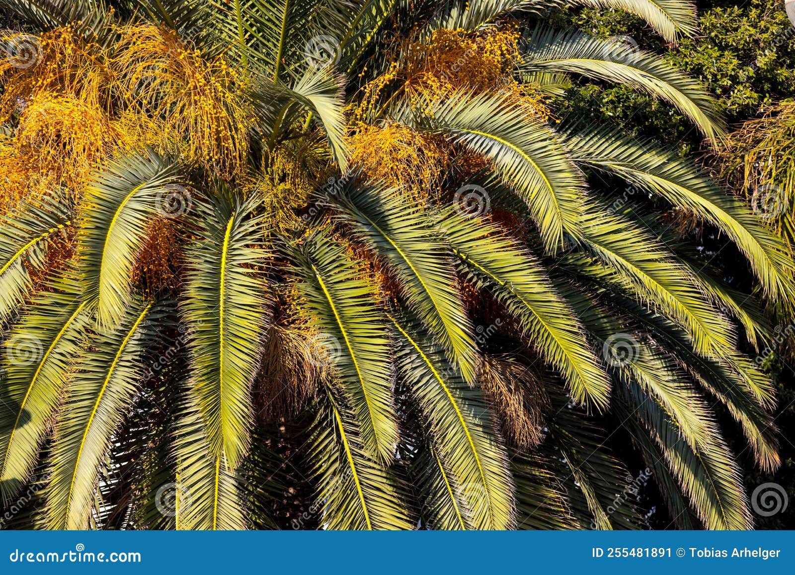 Sunny Palm Tree Close Up Background Stock Image - Image of sunny ...