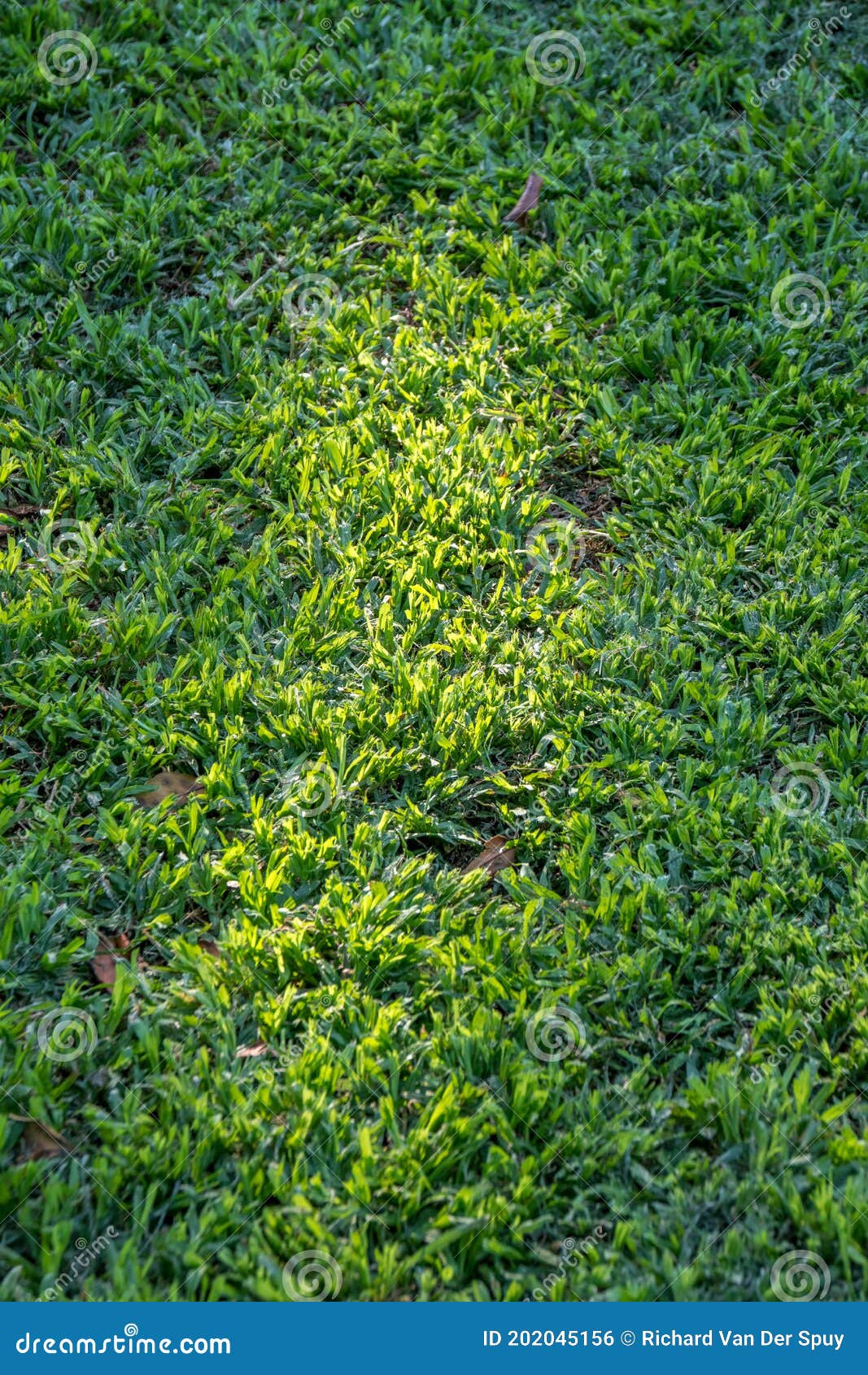 Sunny Patch on a Green Lawn Stock Photo - Image of resource, hygge ...