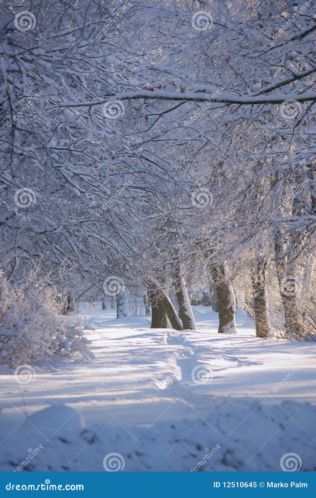 A Sunny Path in Deep White Snow Stock Image - Image of footprints, snow ...