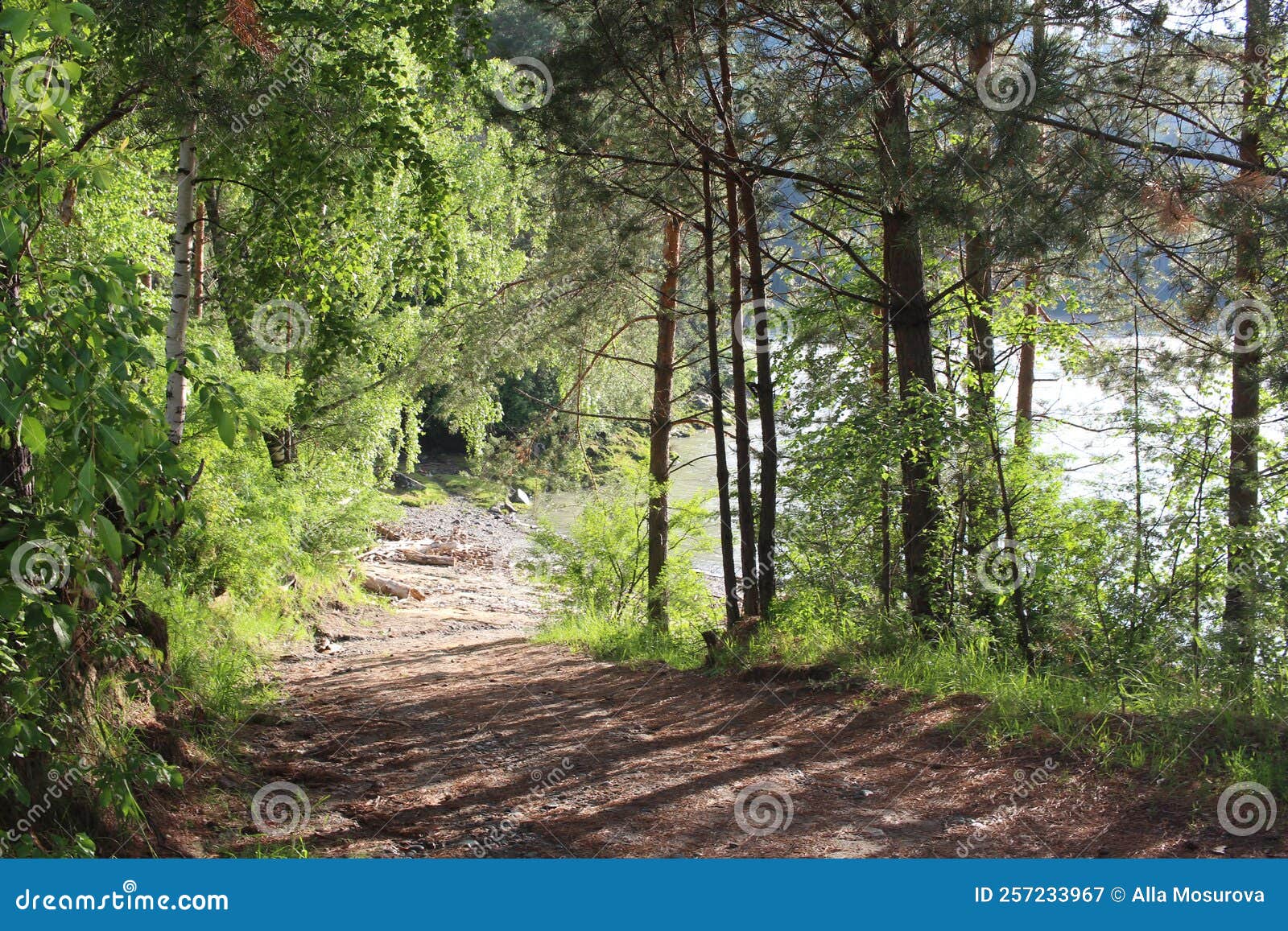 Sunny Path in the Forest Descent To the River for Walking Tourists ...