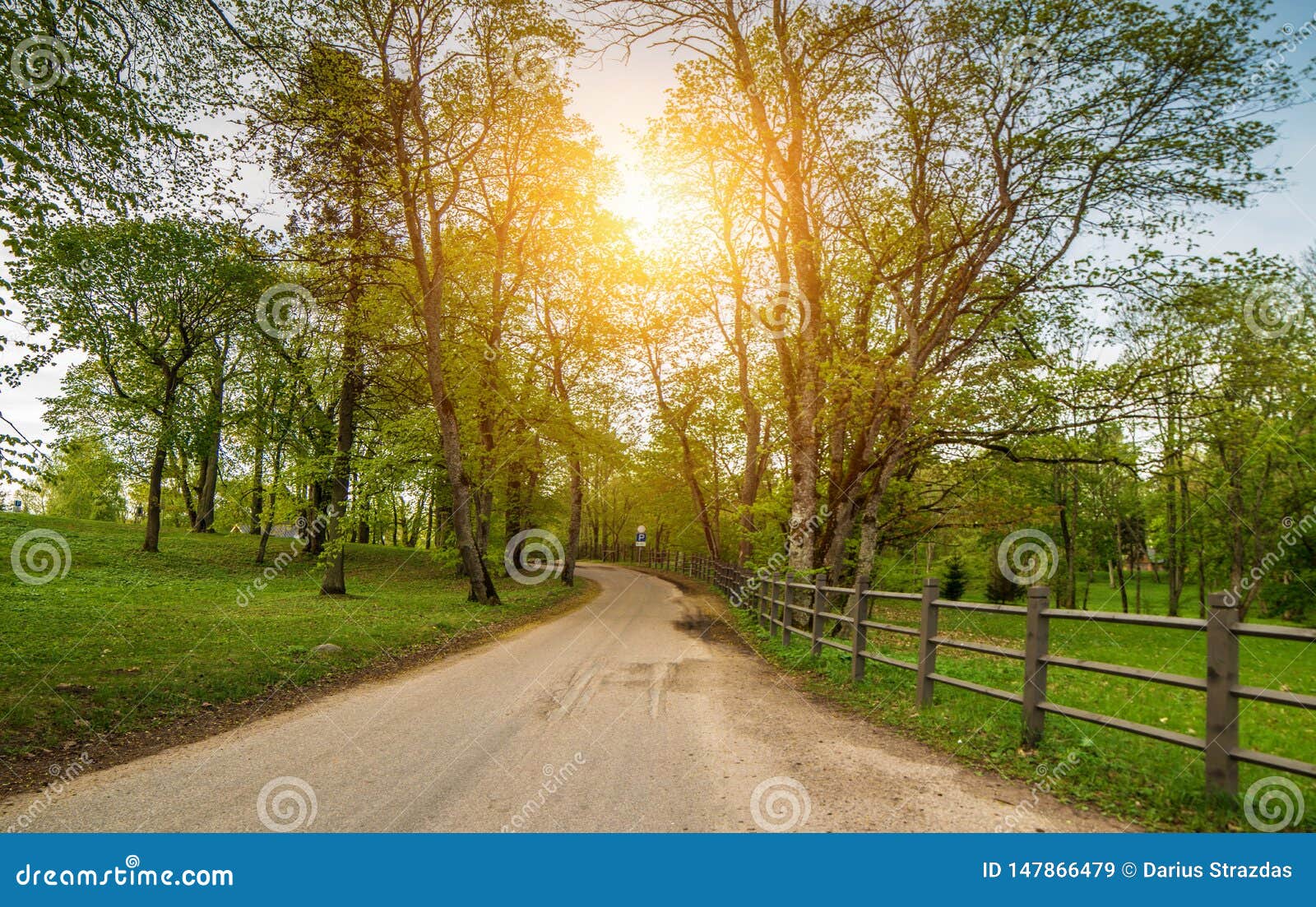 Sunny path through forest stock image. Image of foliage - 147866479