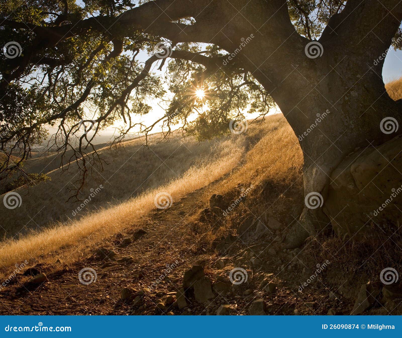 Sunny Path Under Oak on Idyllic Hillside Stock Photo - Image of flare ...