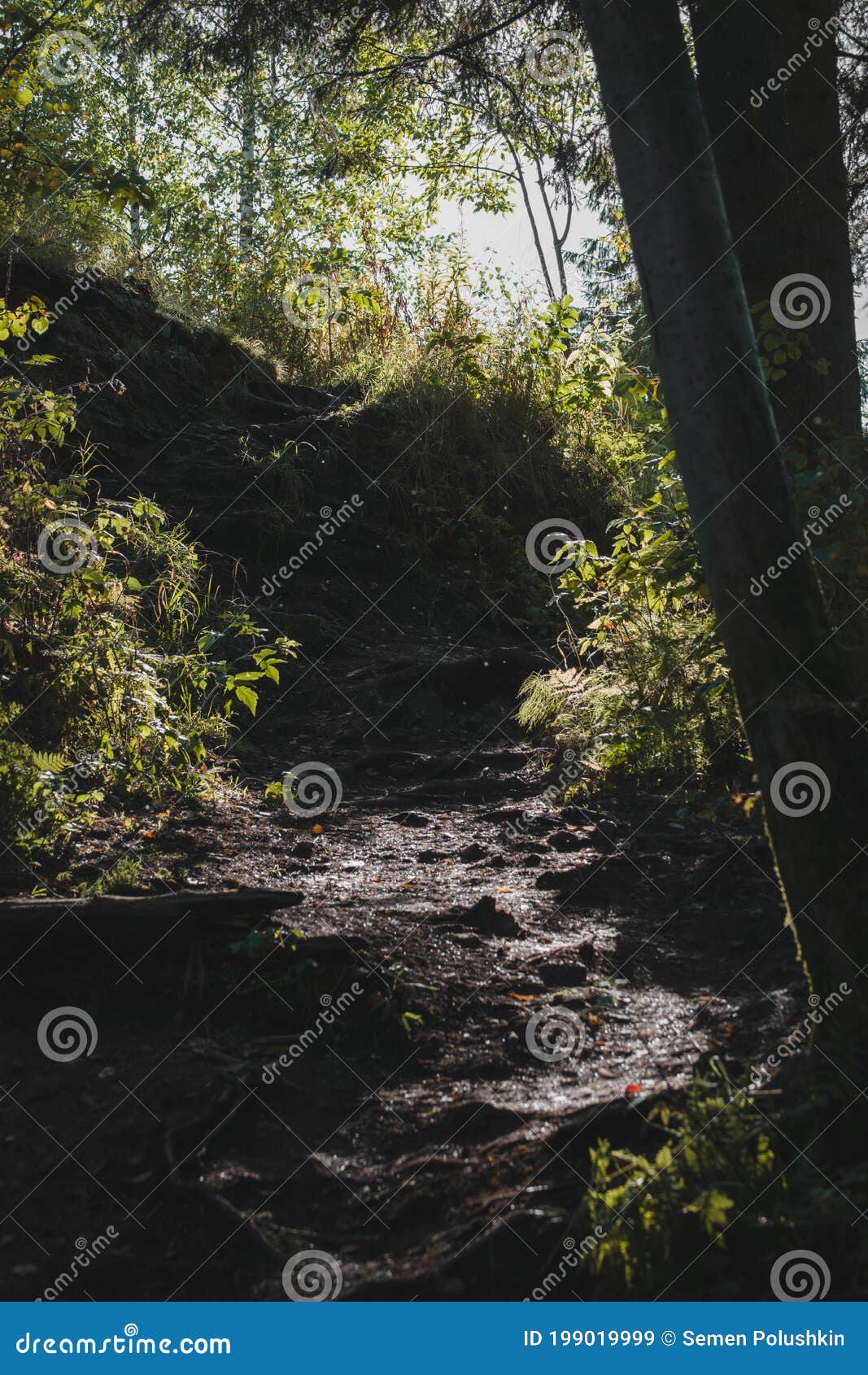 Sunny Pathway in the Forest Stock Image - Image of hike, trail: 199019999