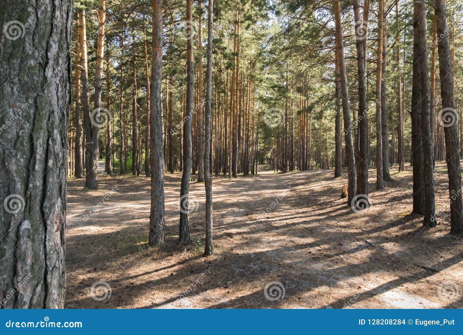 Sunny Pathway in the Forest on a Summer Day with Pine Trees Shadows ...