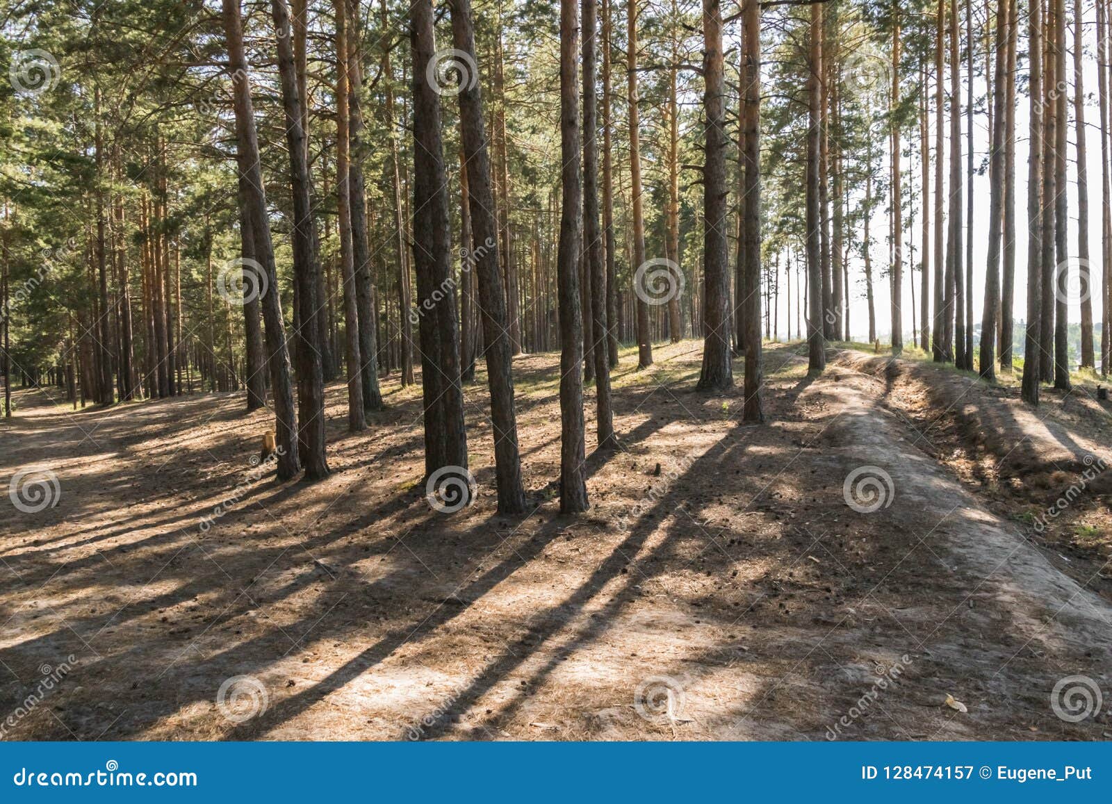 Sunny Pathway in the Forest on a Summer Day with Pine Trees Shadows ...