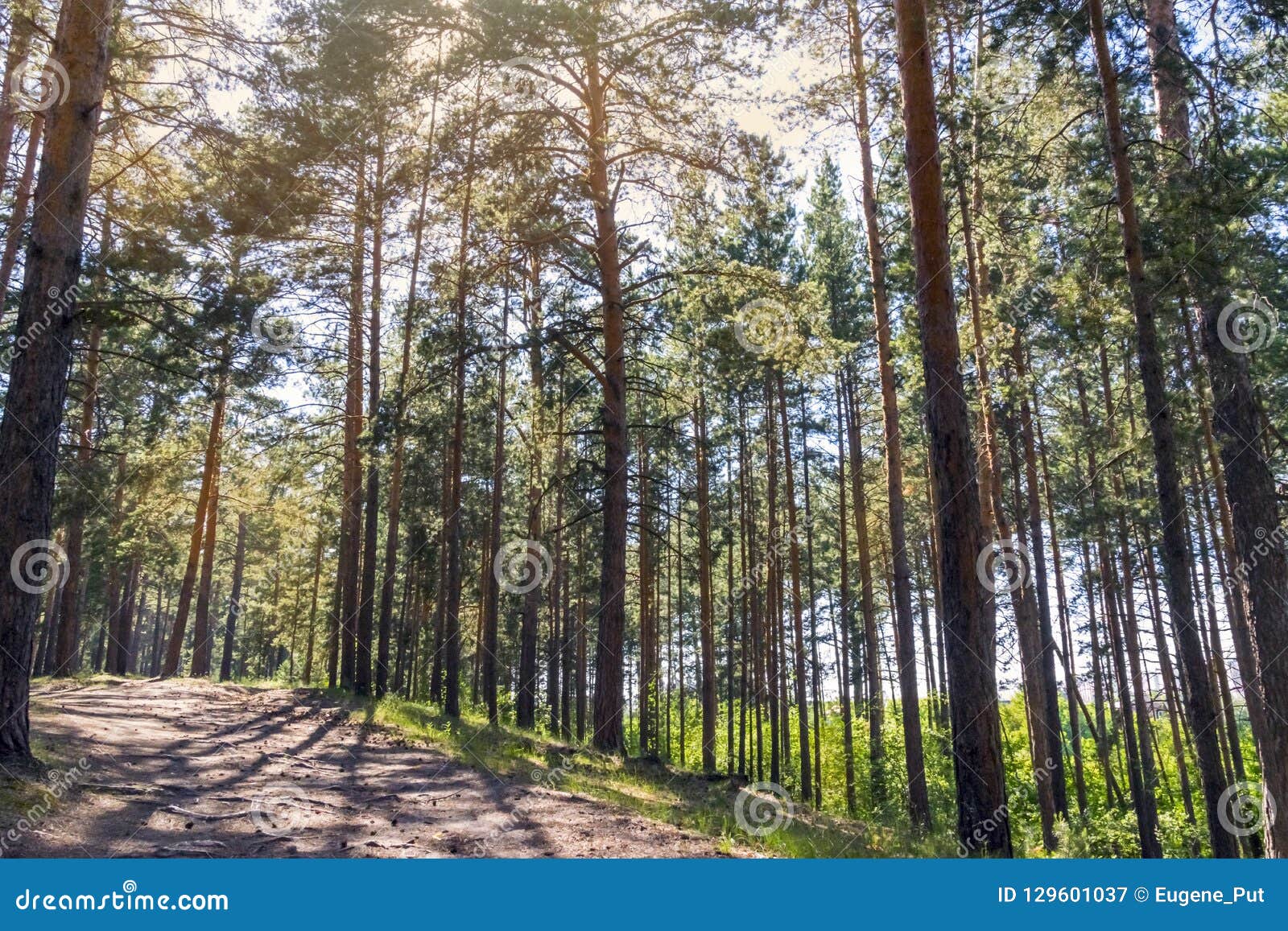 Sunny Pathway in the Forest on a Summer Day with Pine Trees Shadows ...