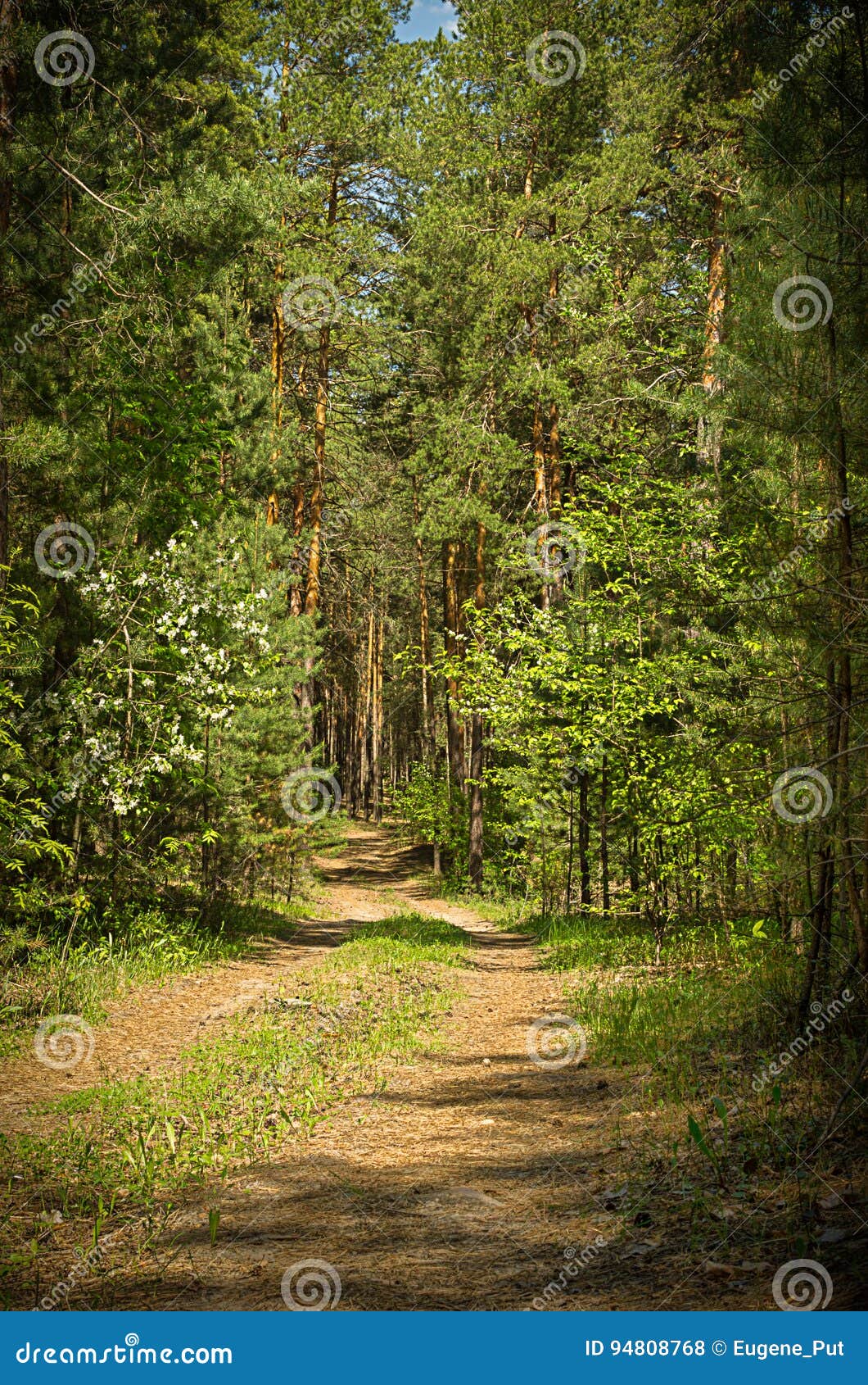 Sunny Pathway in the Forest on a Summer Day Stock Photo - Image of ...