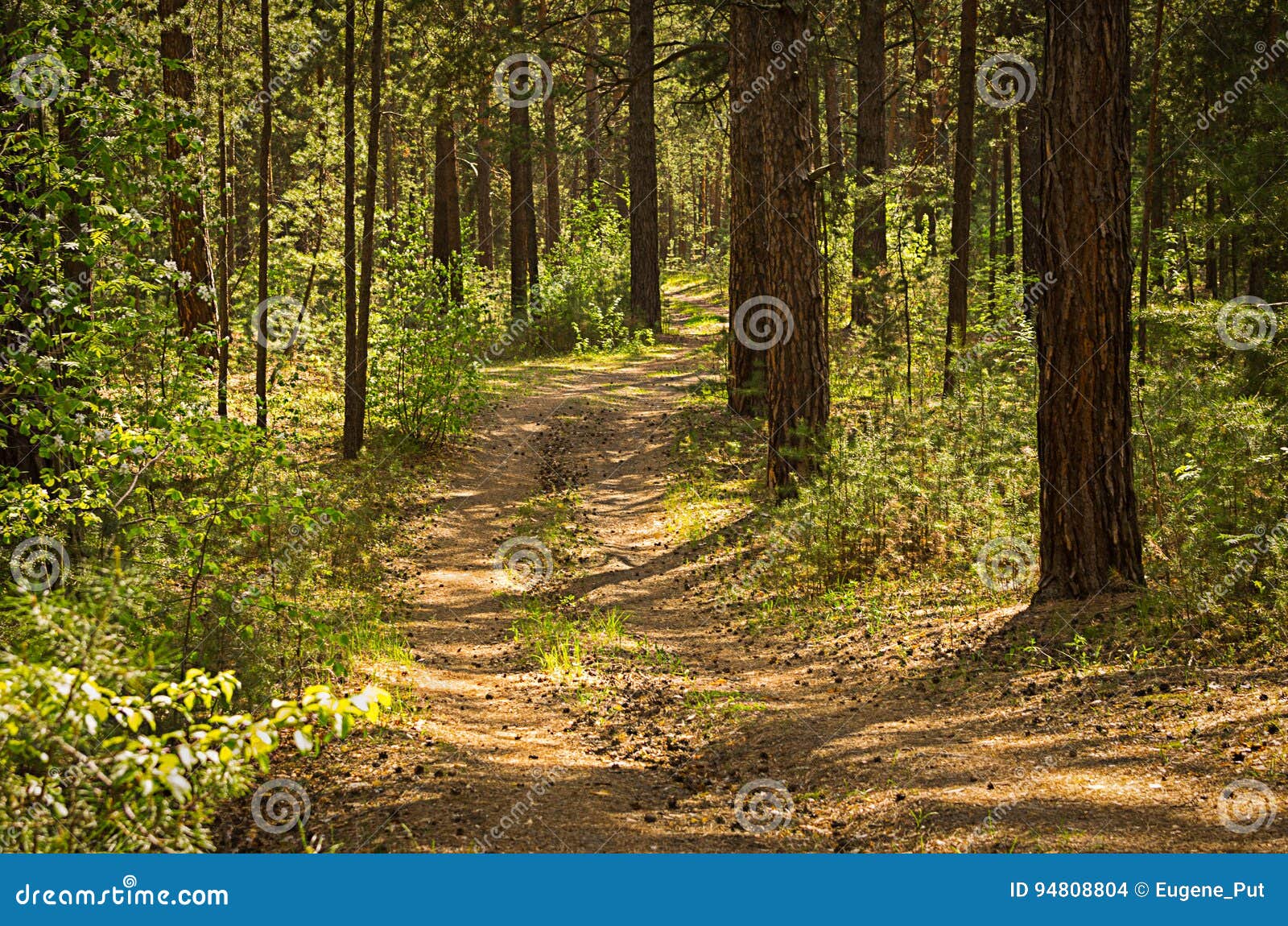 Sunny Pathway in the Forest on a Summer Day Stock Photo - Image of ...