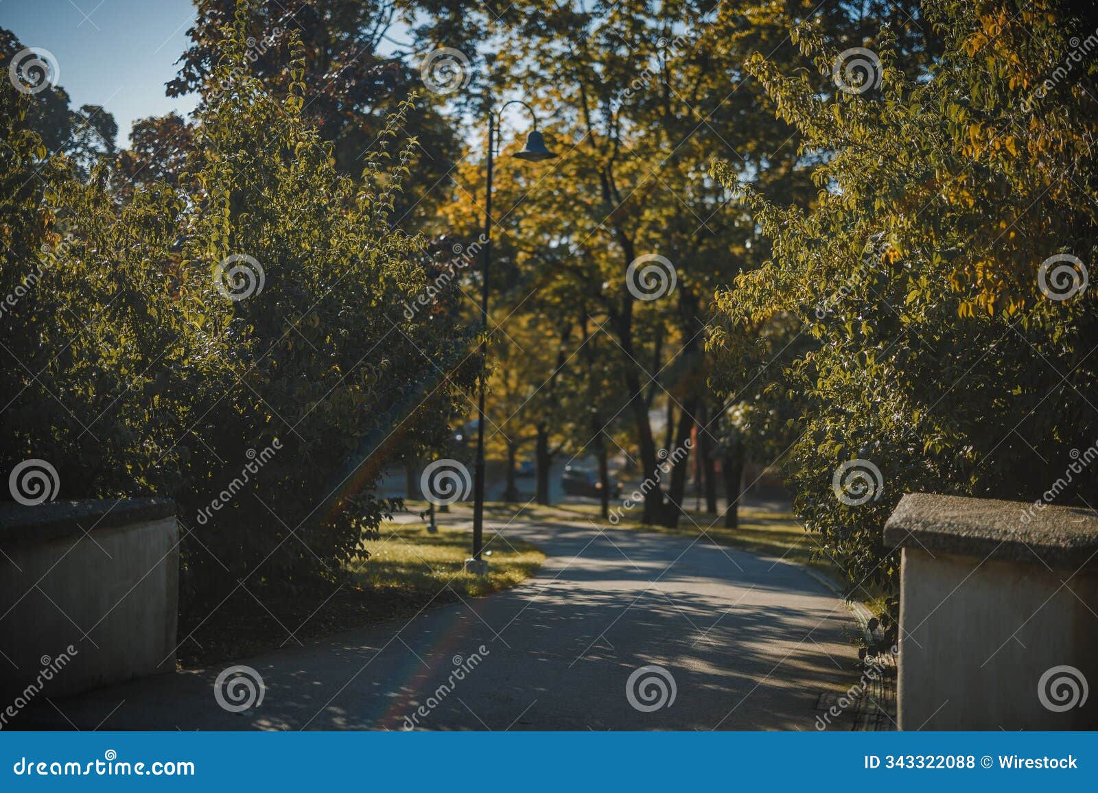 Sunny Pathway Surrounded by Trees and Greenery, Inviting a Peaceful ...