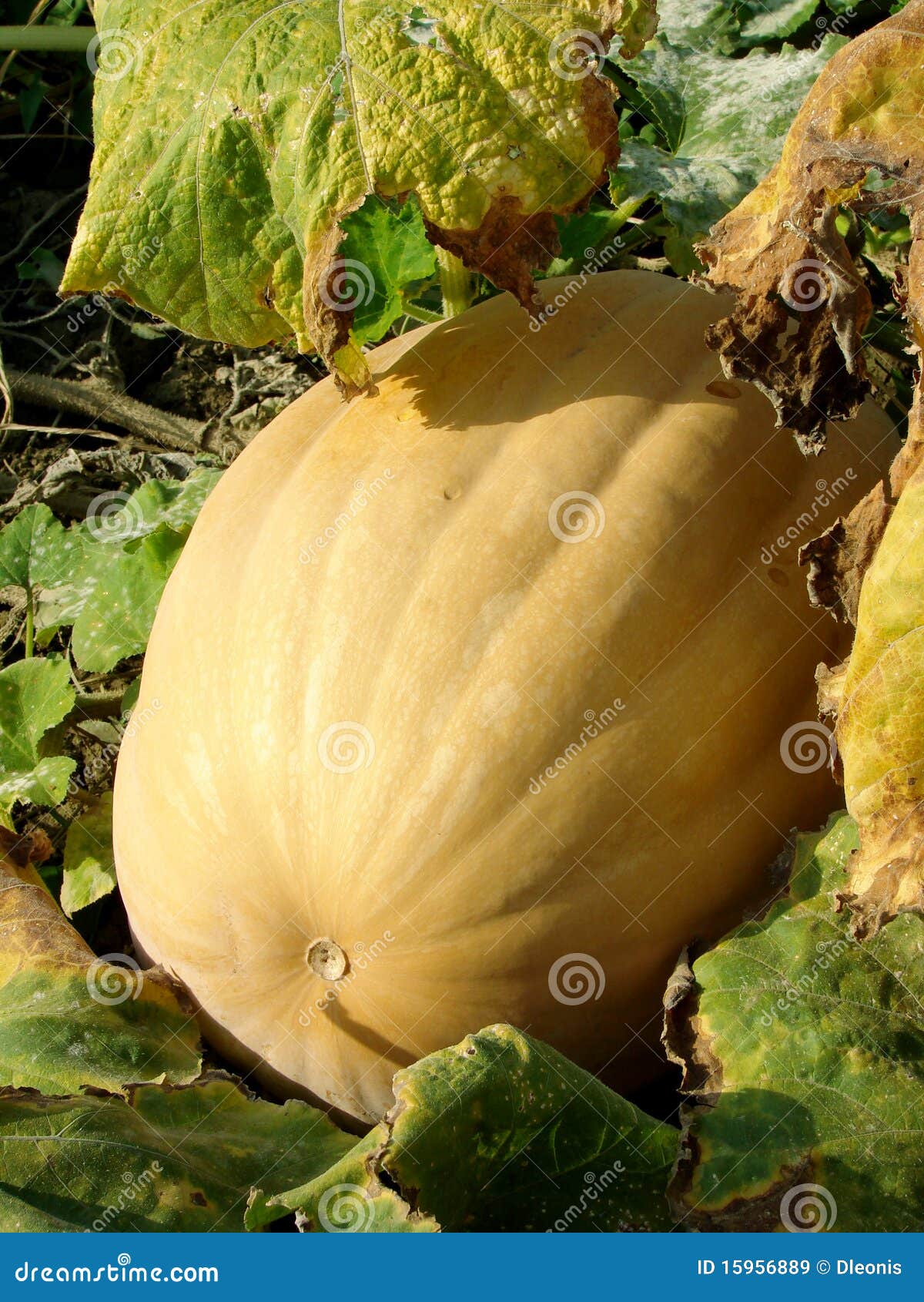 Sunny pumpkin stock image. Image of fresh, patch, organic - 15956889