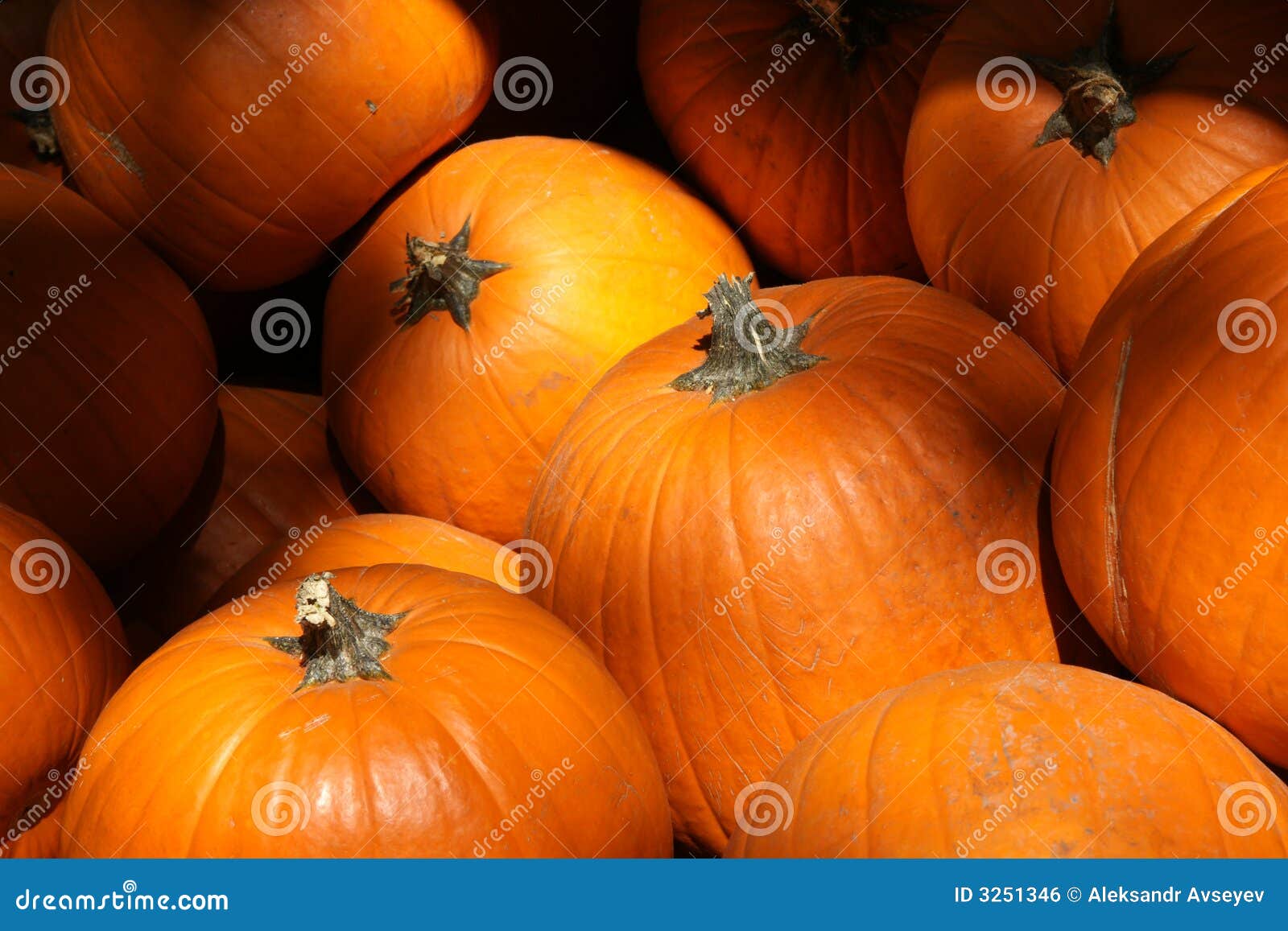 Sunny Pumpkins stock photo. Image of colors, halloween - 3251346
