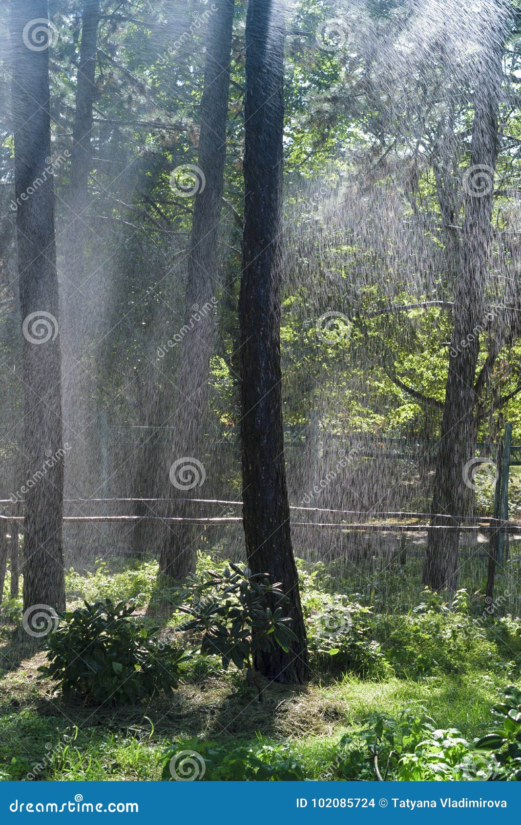 Sunny rain stock photo. Image of meteorology, climate - 102085724