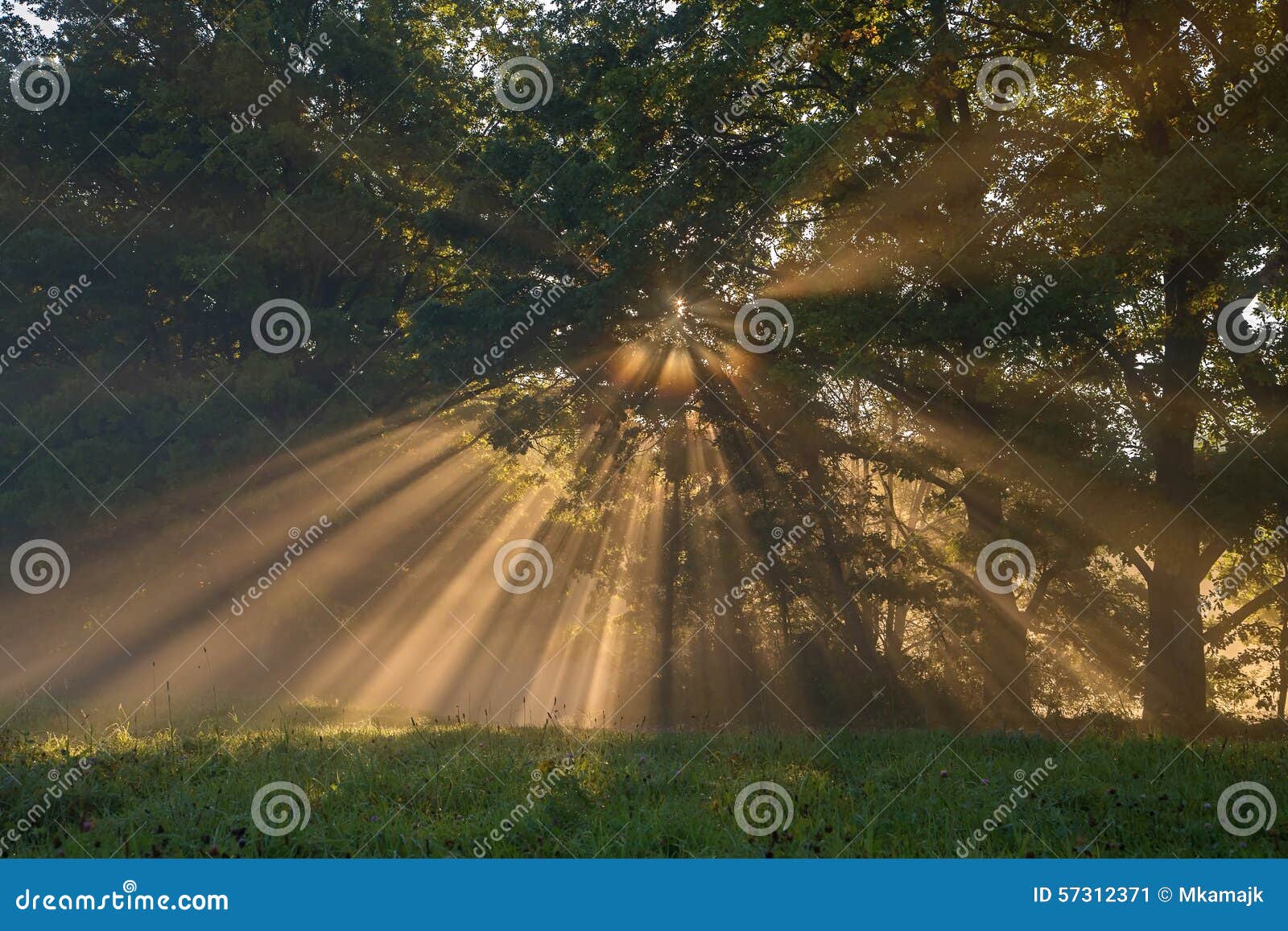 Sunny ray spring morning stock image. Image of bright - 57312371