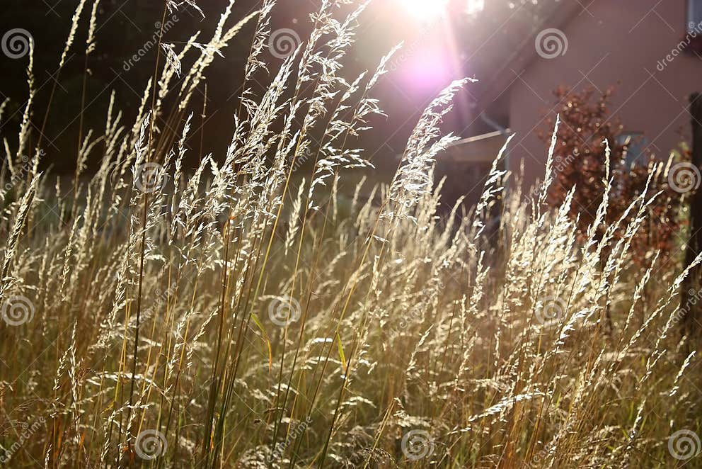 Sunny reed stock photo. Image of cane, grass, growth - 10769846