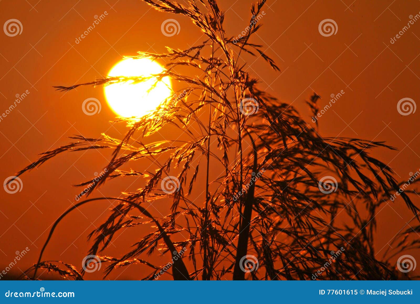Sunny reed stock image. Image of silhouette, lake, tree - 77601615