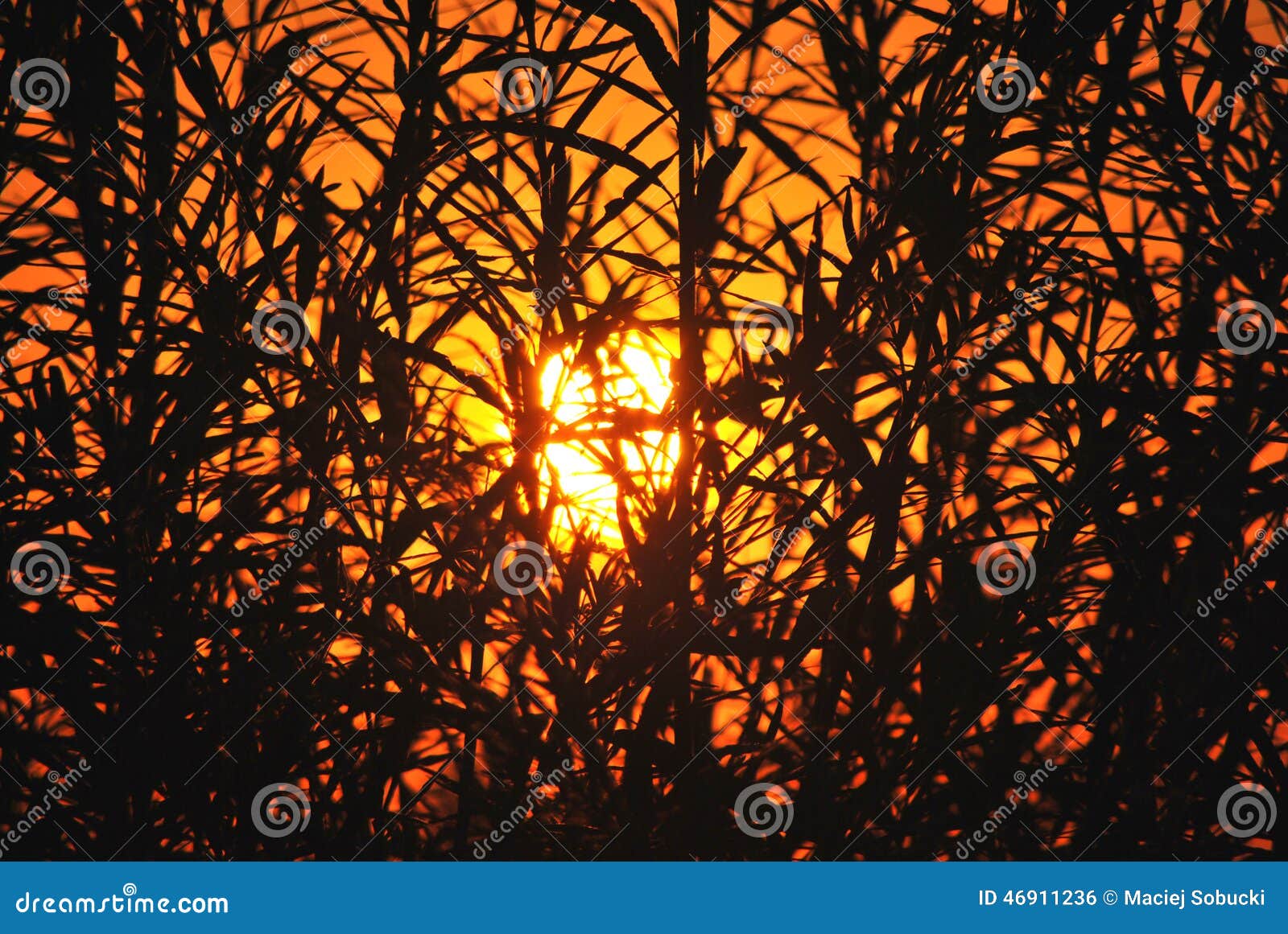 Sunny Reed Field In The Shiny Water In A Marsh In The Flemish ...