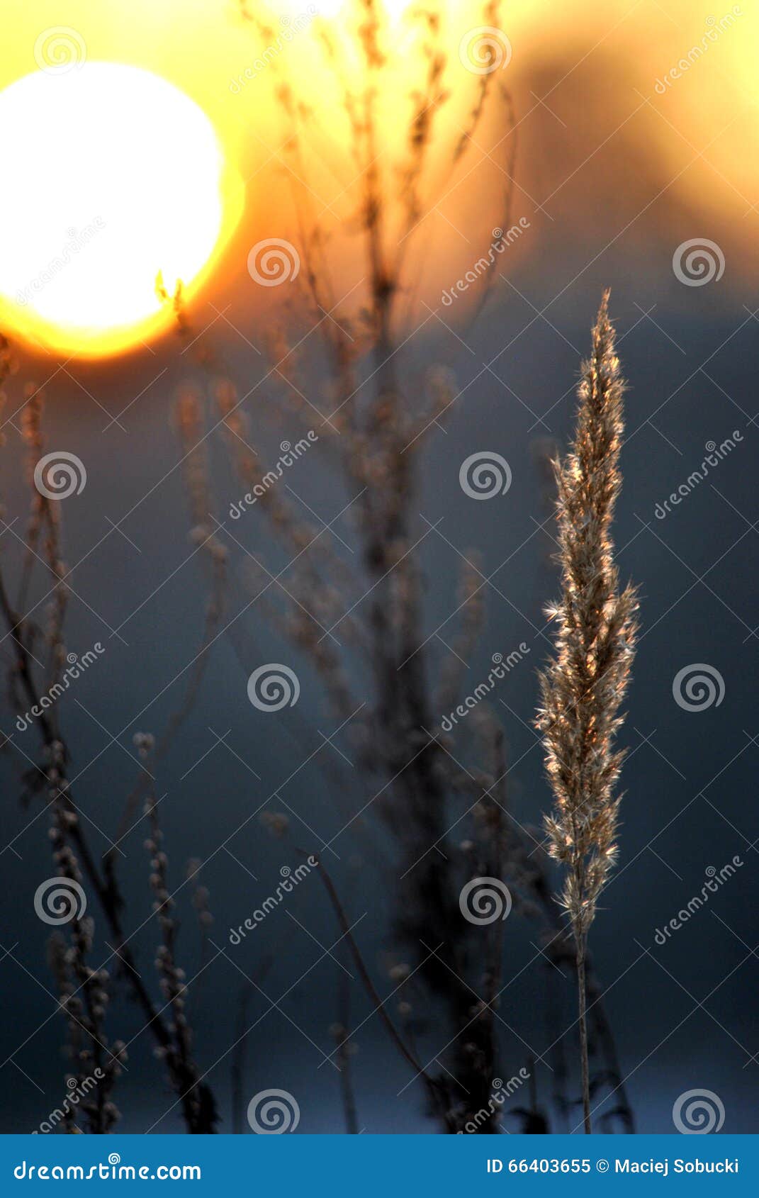 Sunny Reed Field In The Shiny Water In A Marsh In The Flemish ...