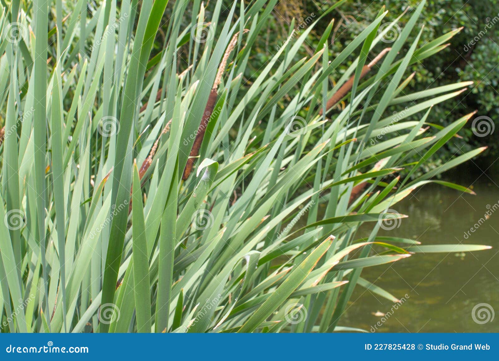 Sunny Reed Royalty-Free Stock Photo | CartoonDealer.com #77601597