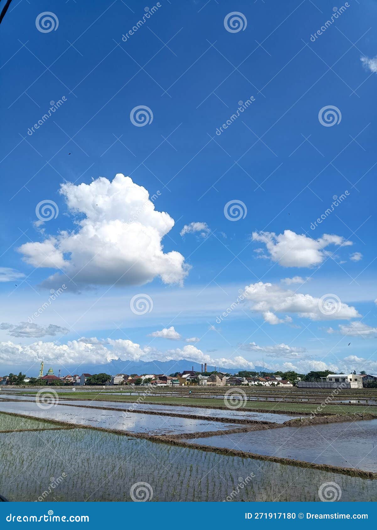 Sunny rice field stock photo. Image of plain, rice, reflection - 271917180