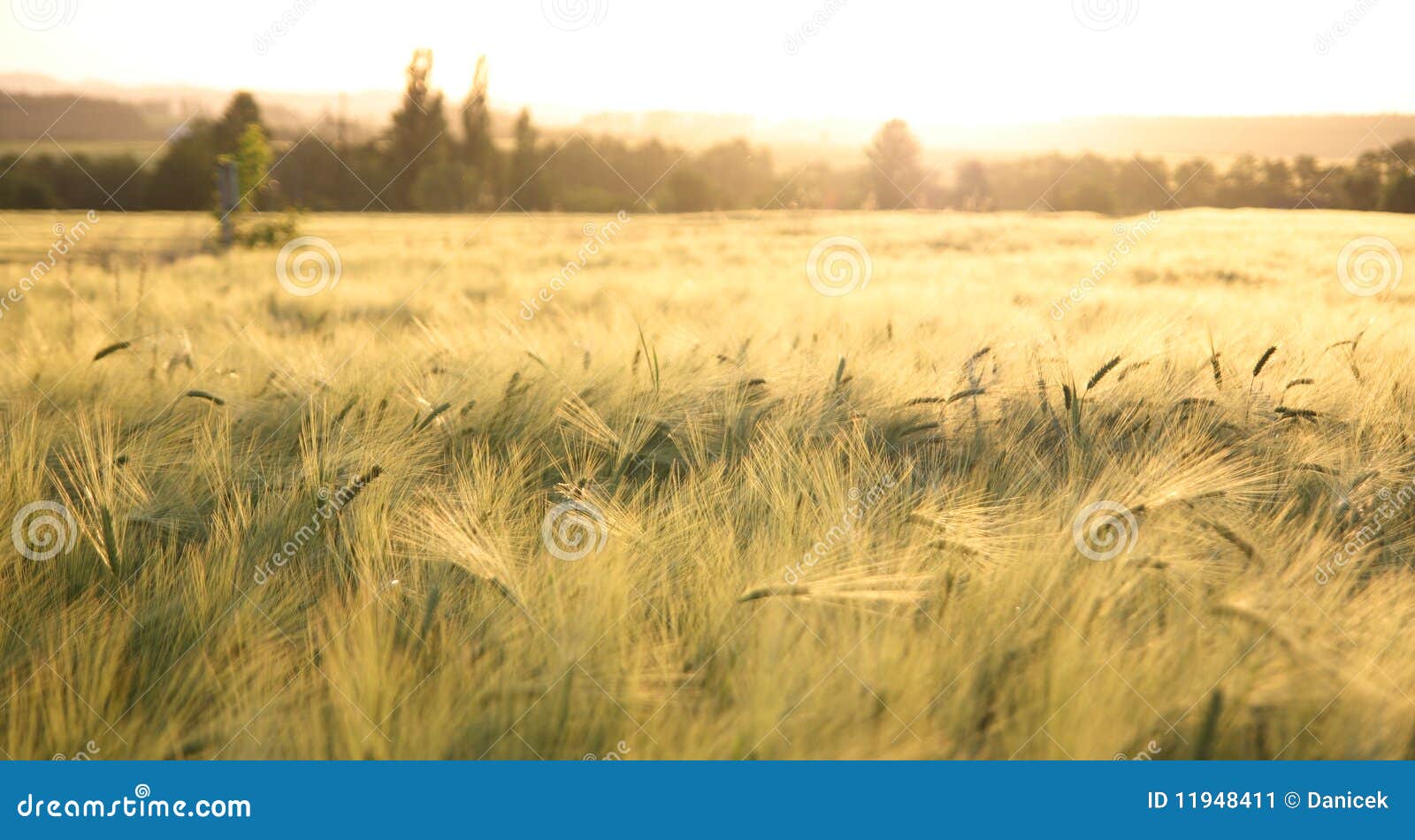Sunny Ripe Crop - Yellow Corn Field during Sunrise Stock Image - Image ...