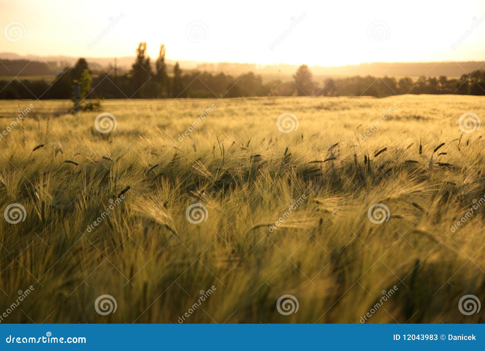 Sunny Ripe Crop - Yellow Corn Field during Sunrise Stock Image - Image ...