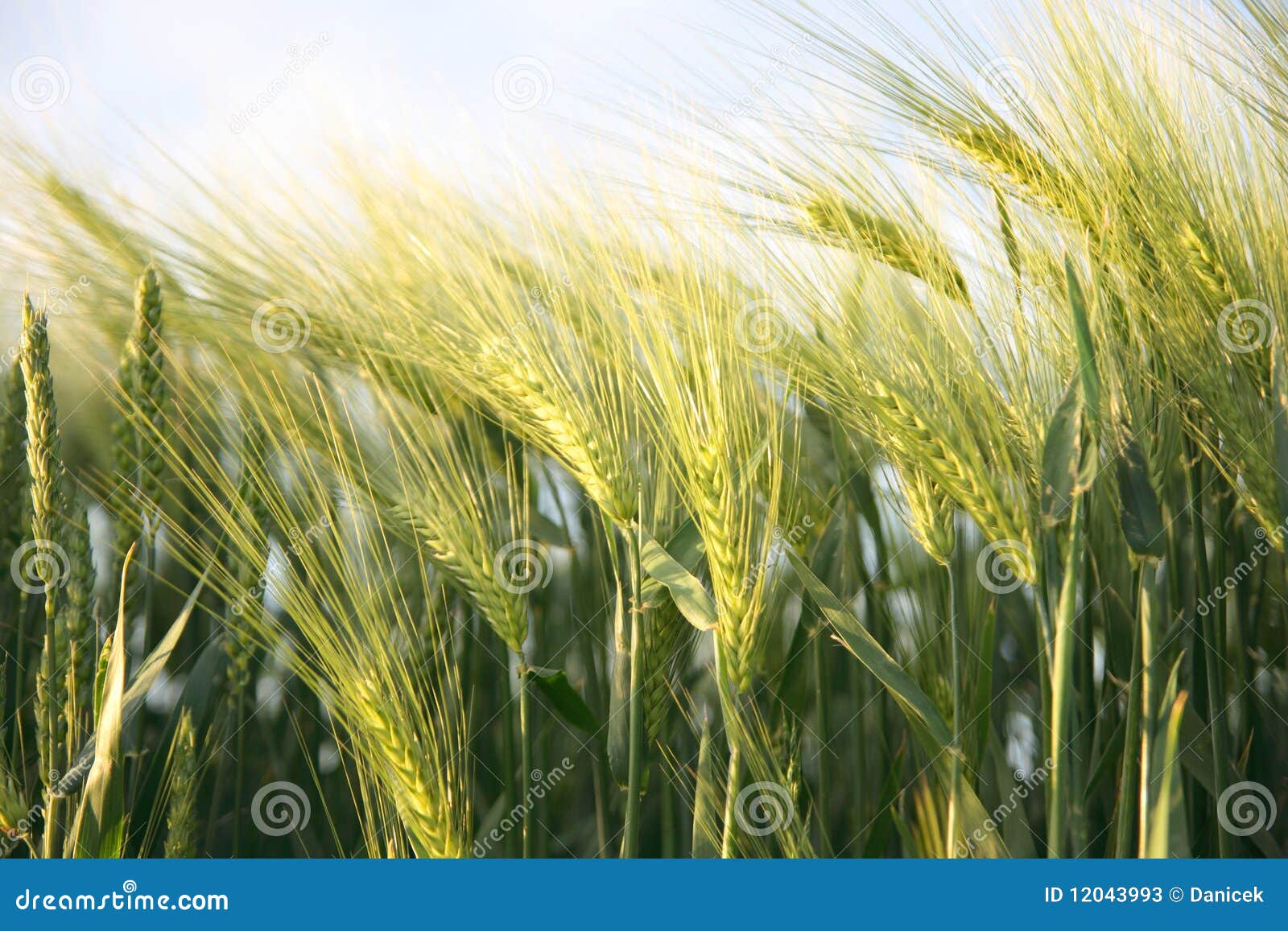 Sunny Ripe Crop - Yellow Corn Field during Sunrise Stock Image - Image ...
