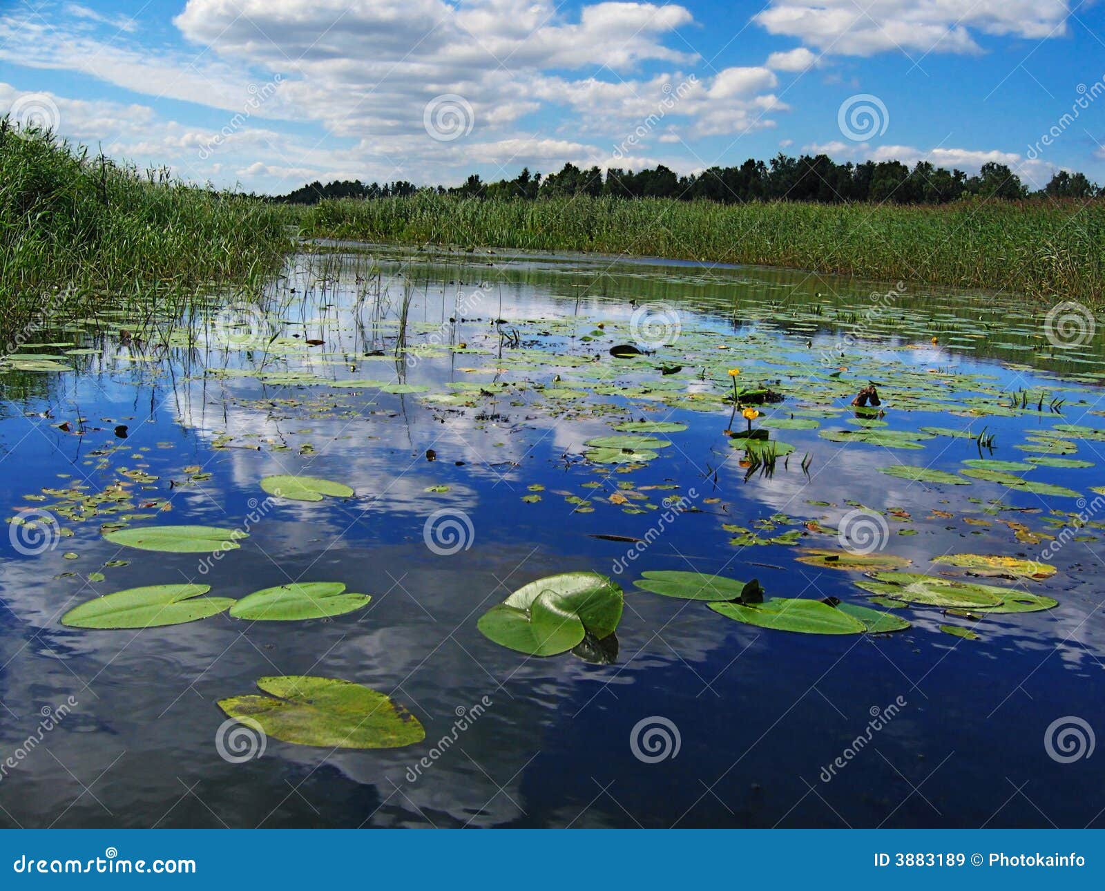 Sunny river stock image. Image of bulrush, hang, forest - 3883189
