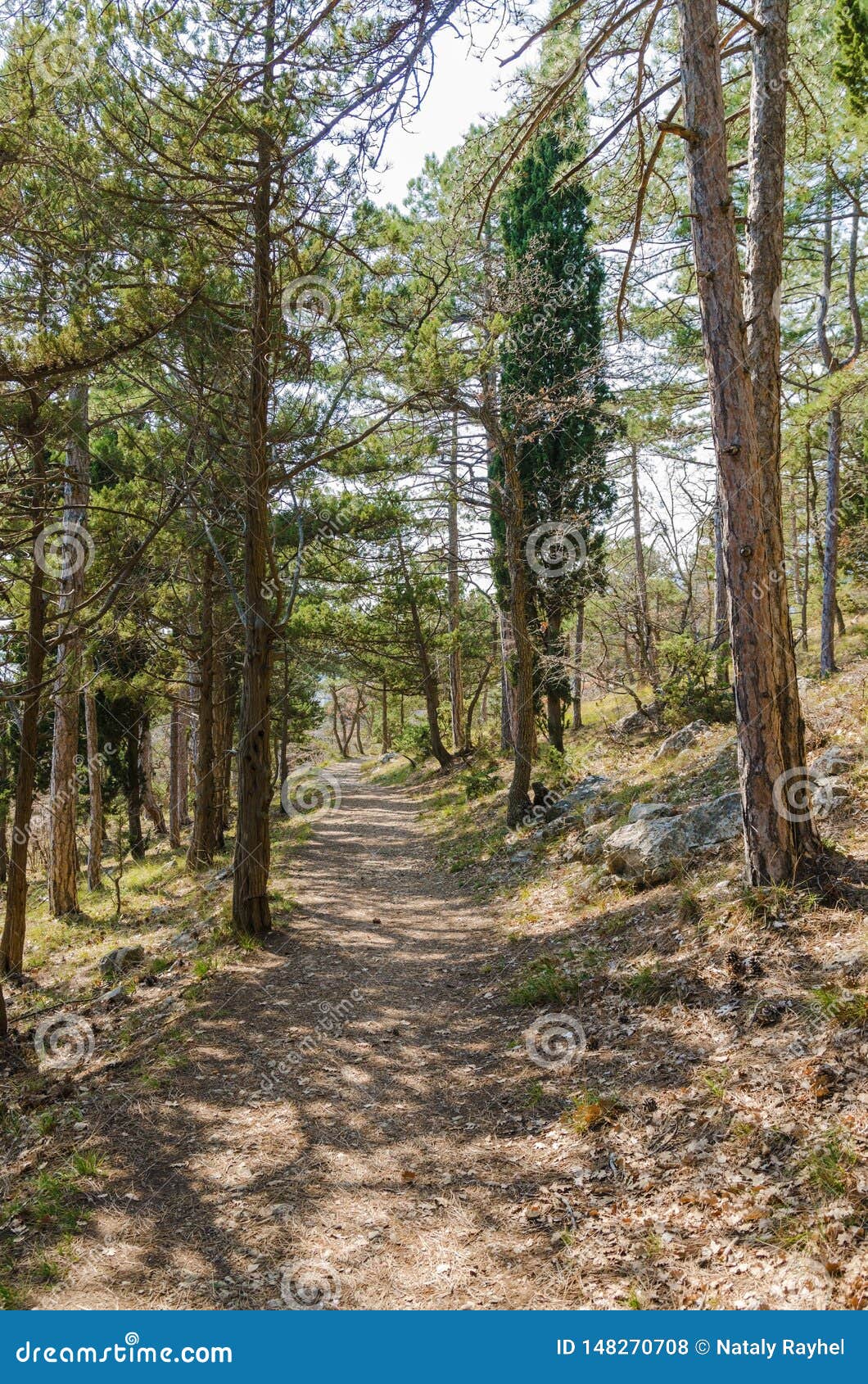 Sunny Road in Spring Forest Stock Photo - Image of landscape, natural ...