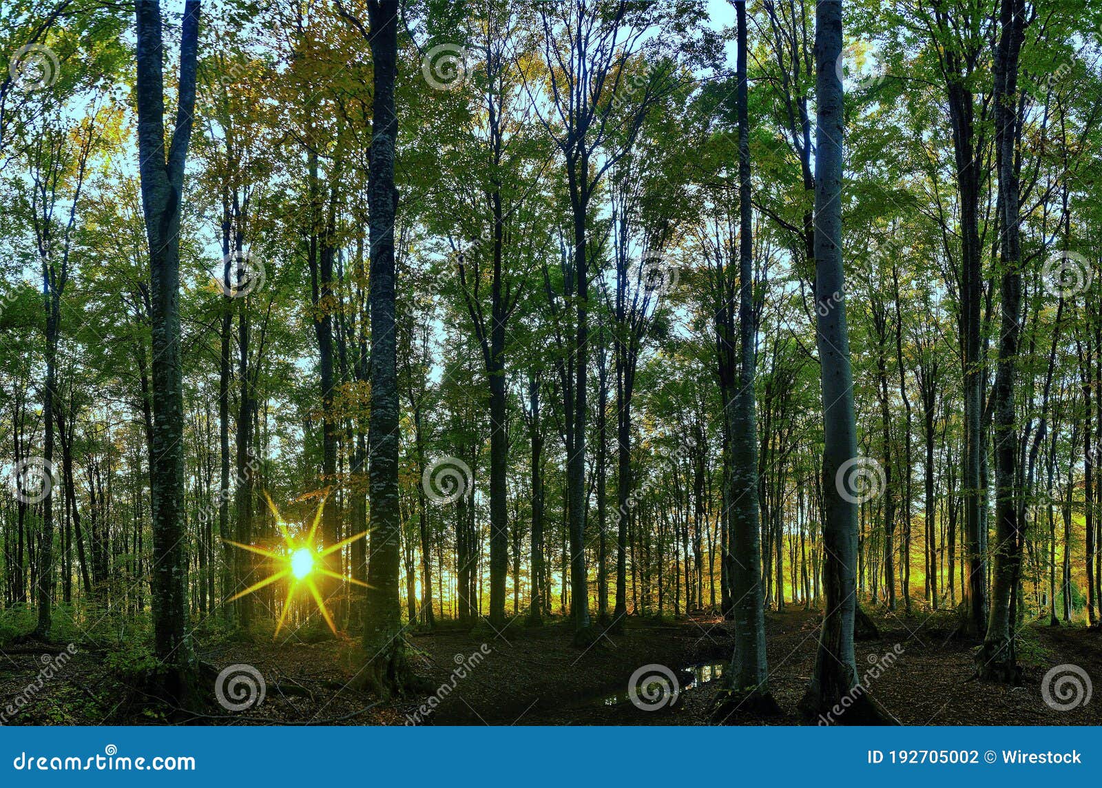 Sunny Scenery of a Beautiful Forest Landscape with Lots of Trees Stock ...