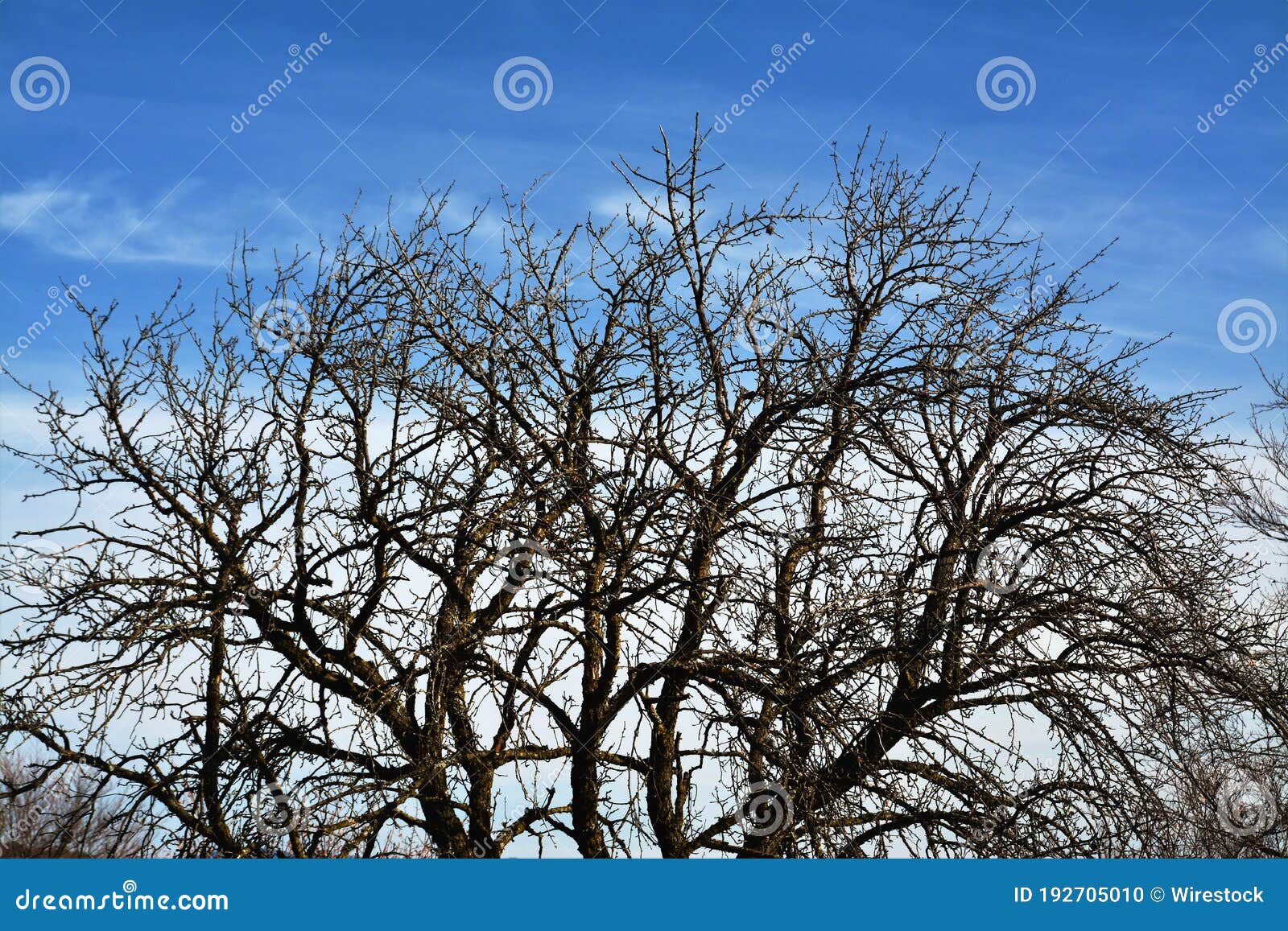 Sunny Scenery of a Beautiful Forest Landscape with Trees on a Blue Sky ...