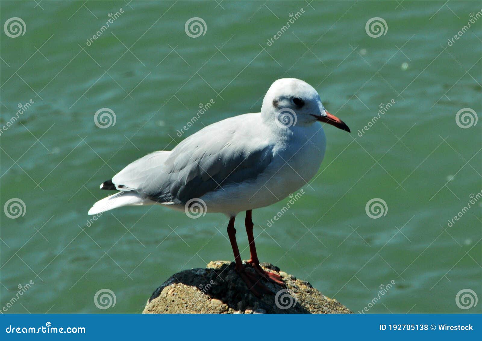 Sunny Scenery of a Beautiful Gull on a Rocky Beach Stock Photo - Image ...