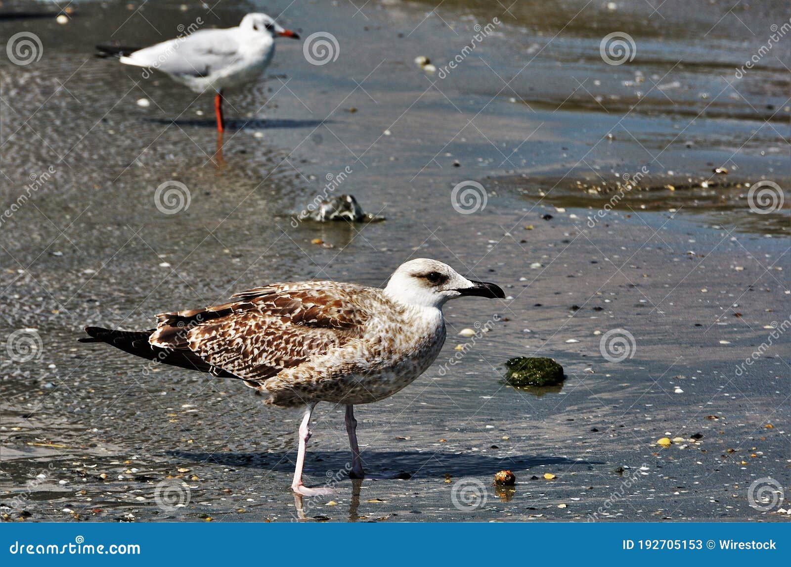 Sunny Scenery of a Beautiful Gull on a Wet Beach Stock Image - Image of ...