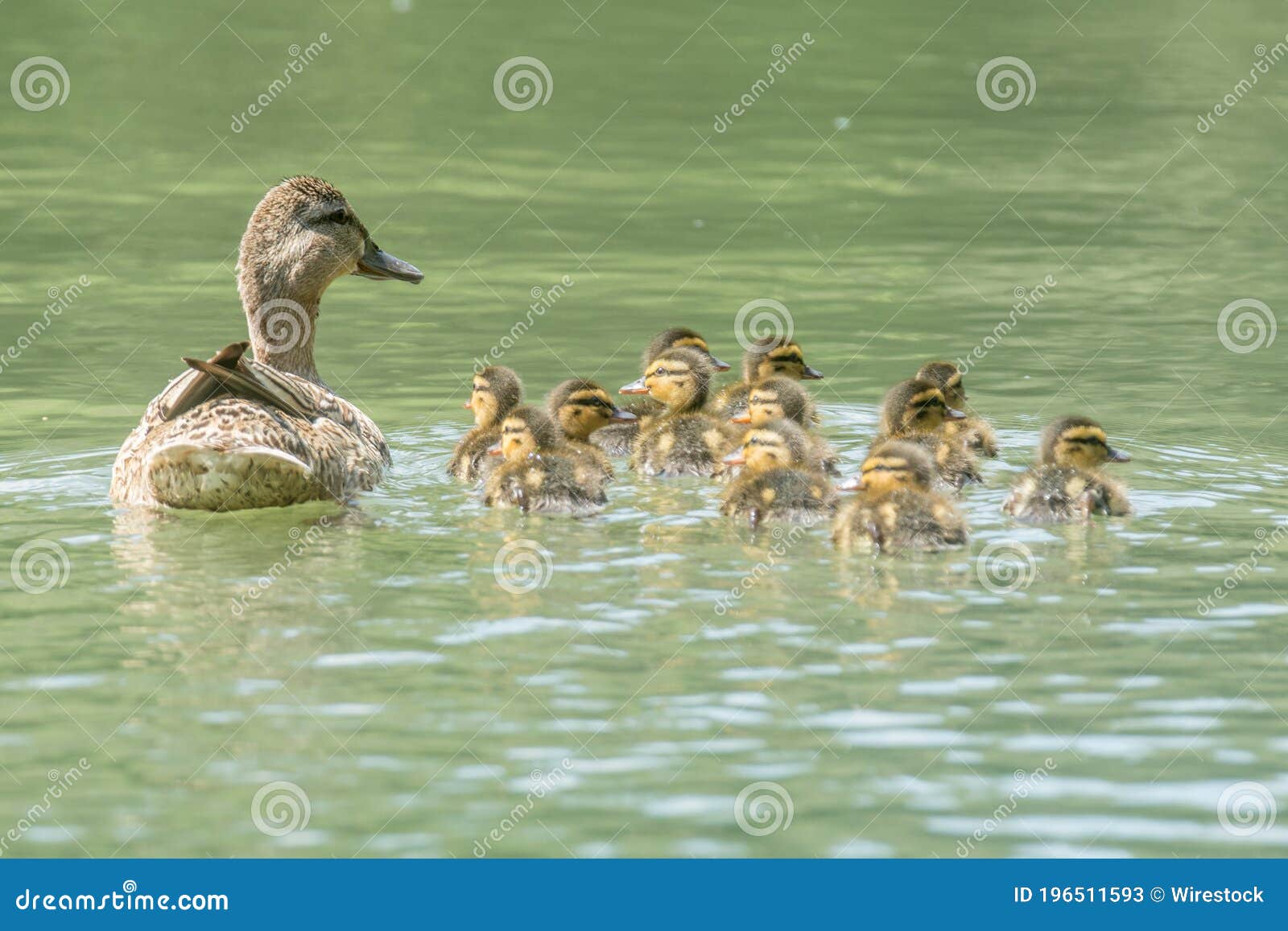 Sunny Scenery of Ducks Family in a Lake Stock Image - Image of animal ...