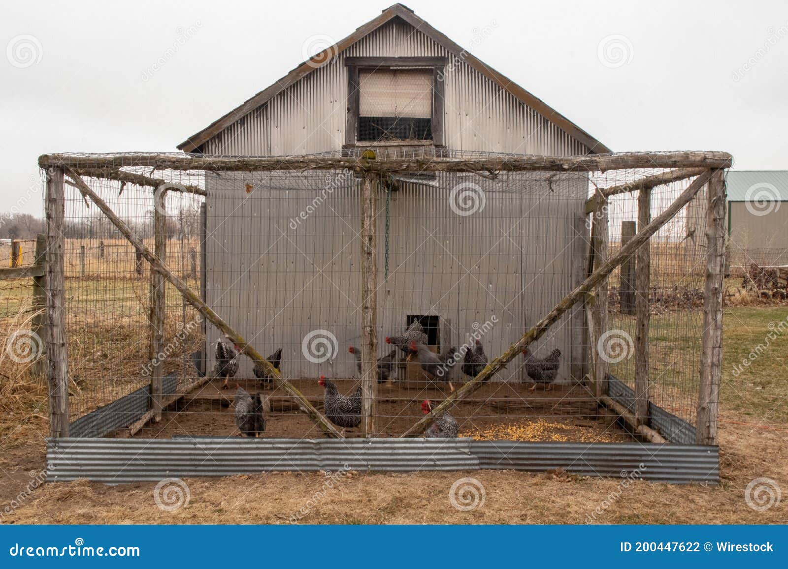 Sunny Scenery of Plymouth Rock Chicken in the Barn Stock Photo - Image ...