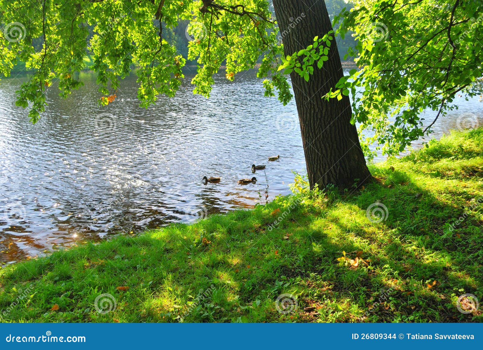 Sunny September stock photo. Image of leaves, lake, park - 26809344