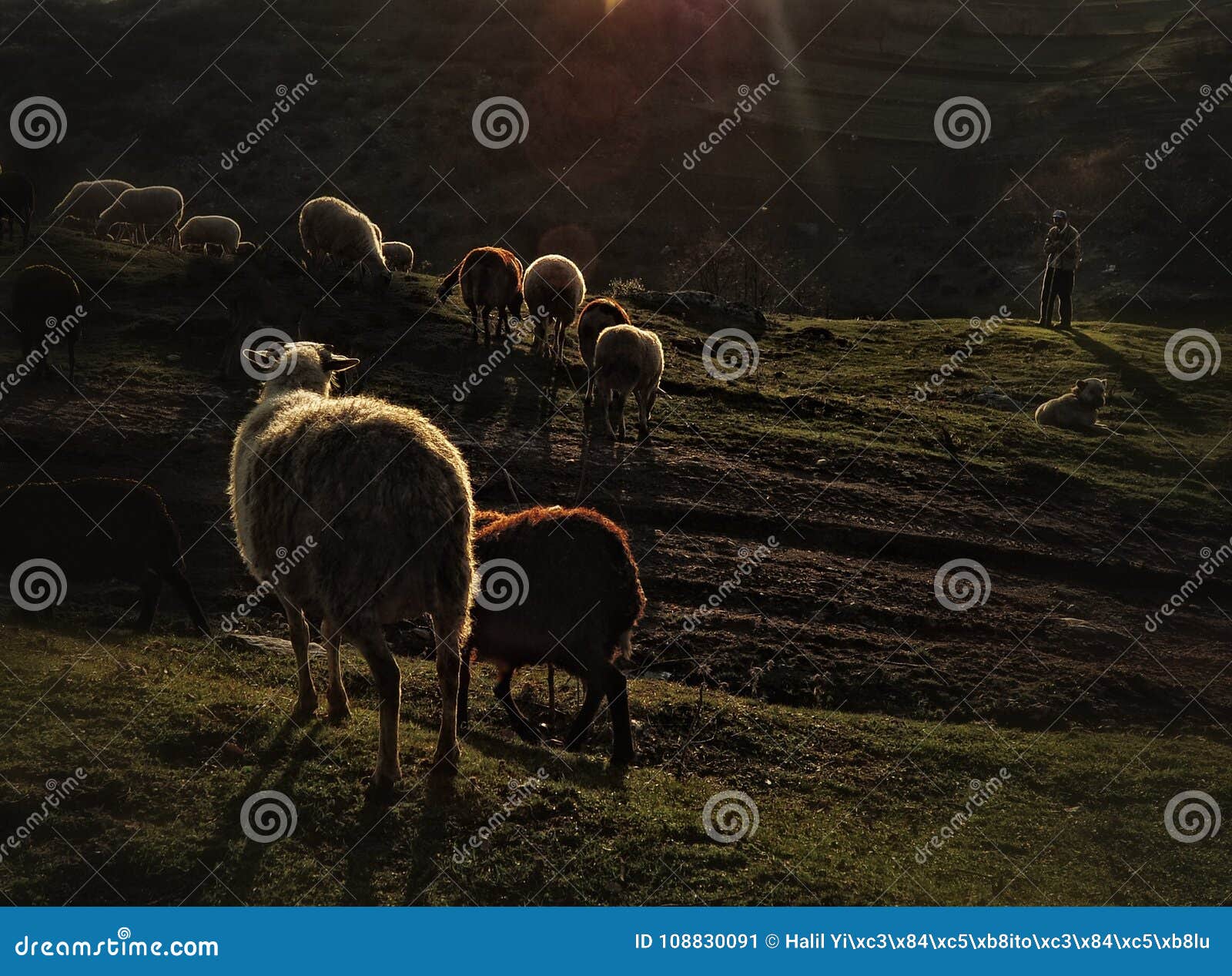 Sunny sheep stock image. Image of sunny, sheeps, sheep - 108830091