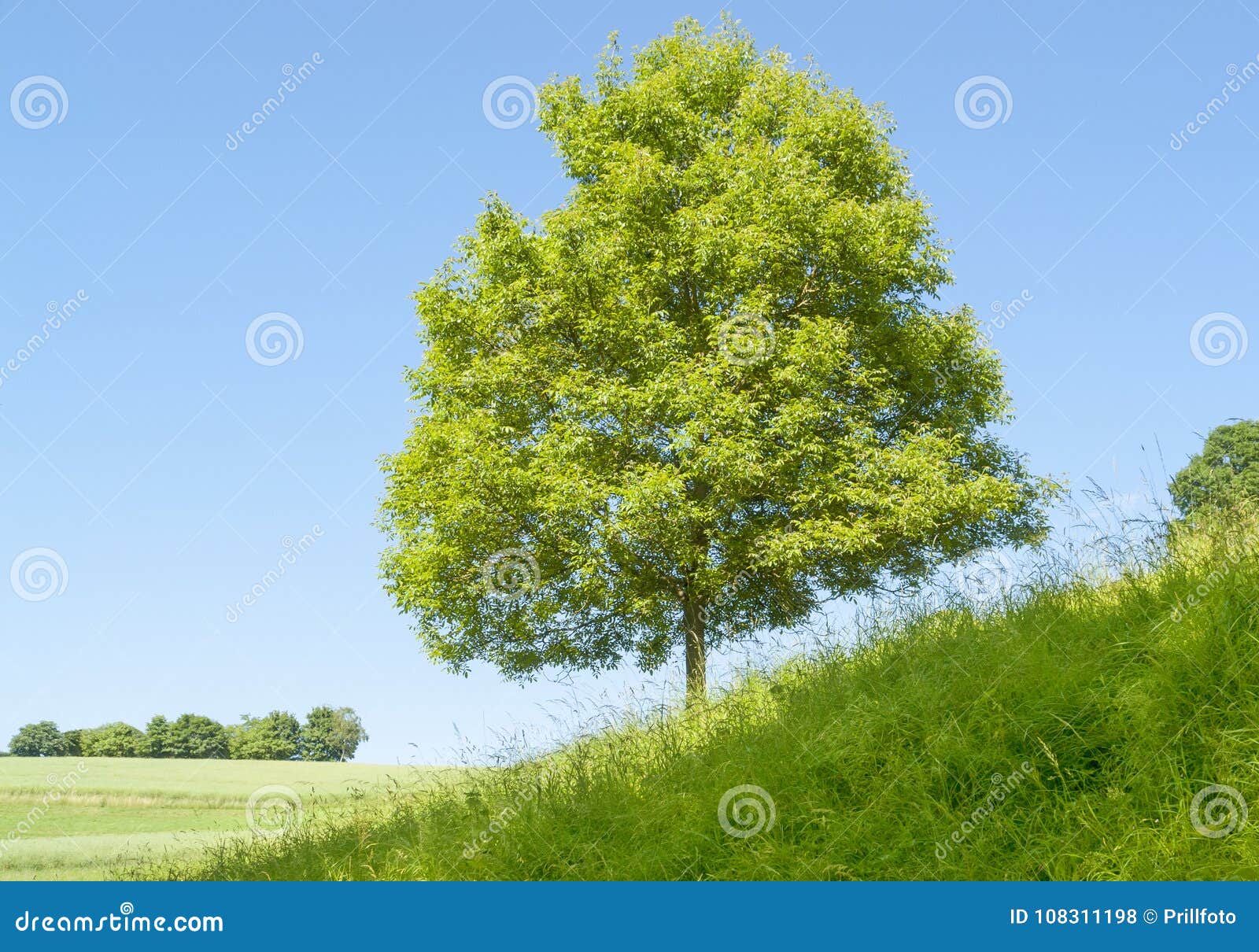 Sunny single tree stock photo. Image of crop, outdoor - 108311198