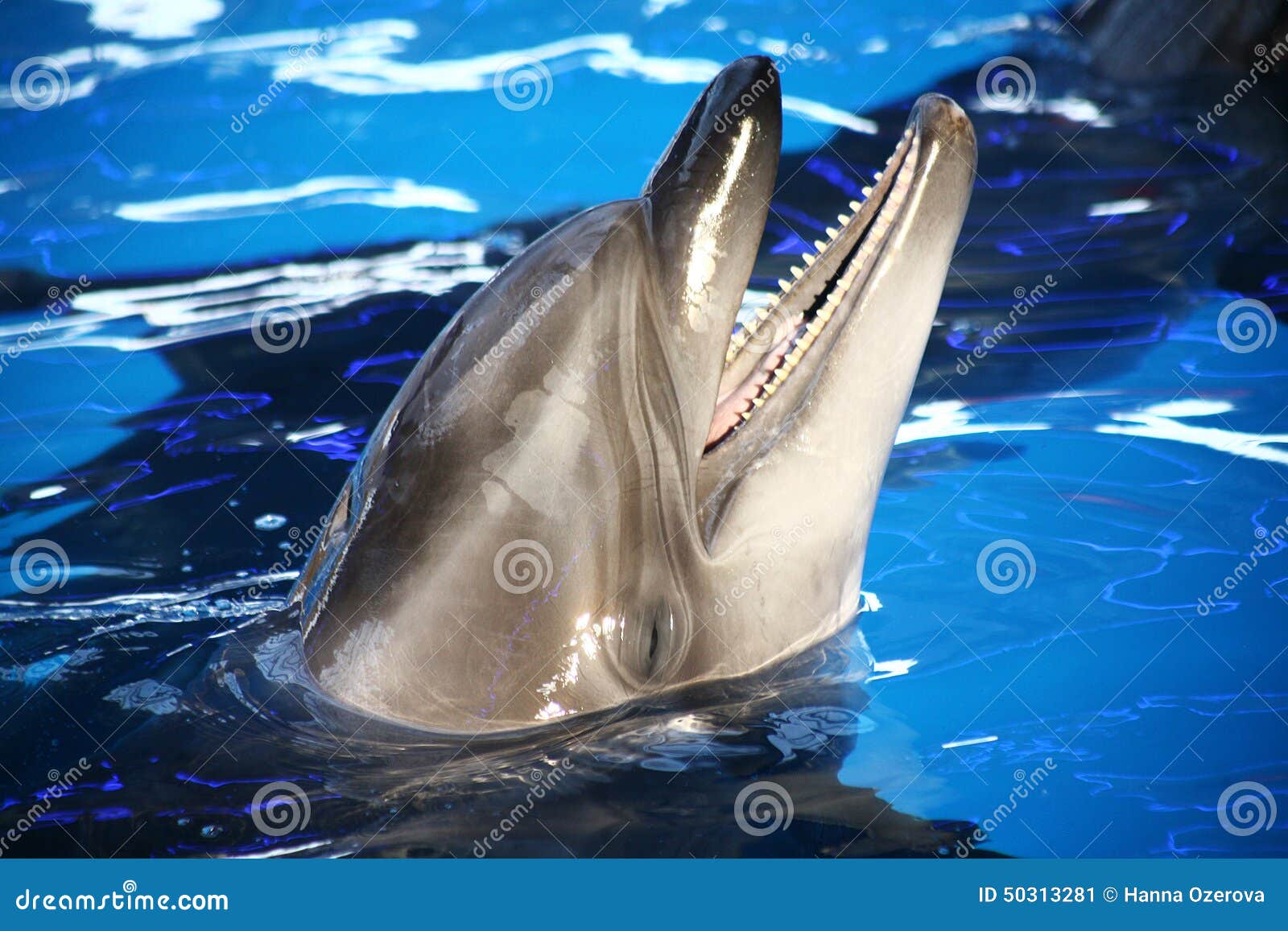Sunny smiling dolphin stock image. Image of happy, funny - 50313281