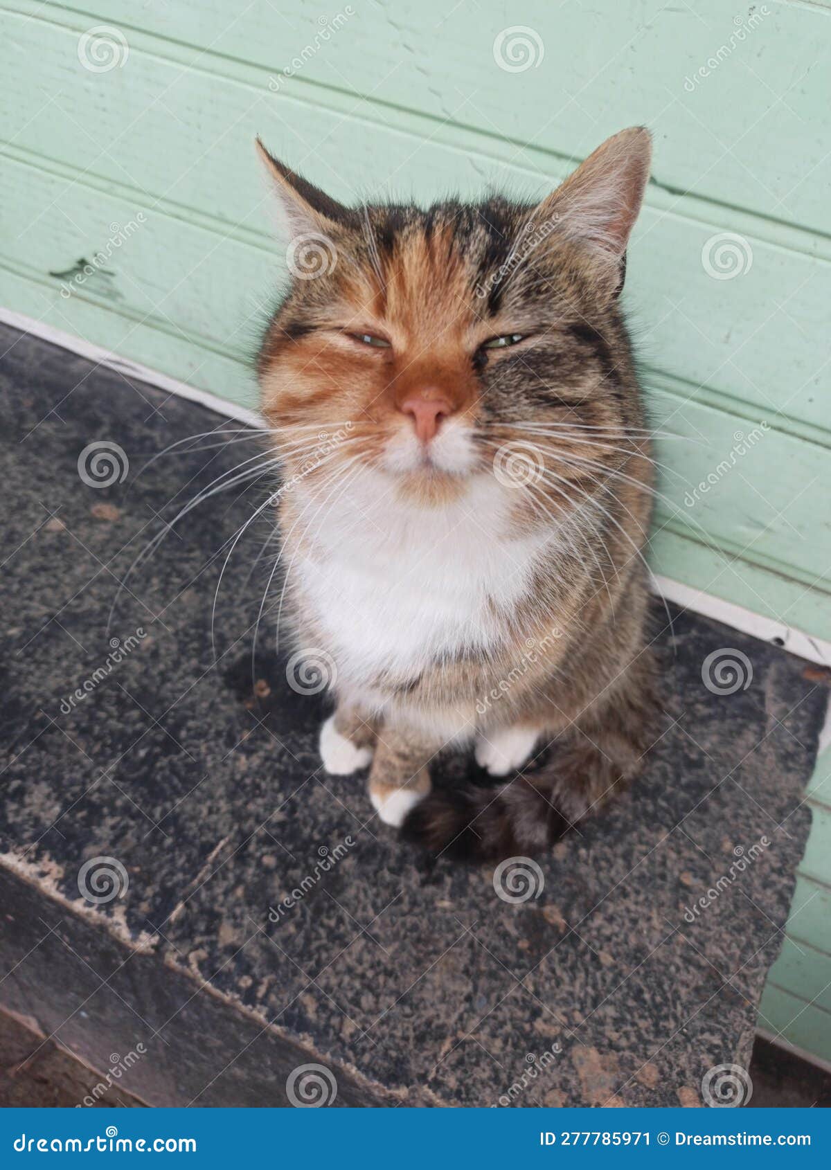 Sunny smiling kitty stock image. Image of sunny, kitty - 277785971