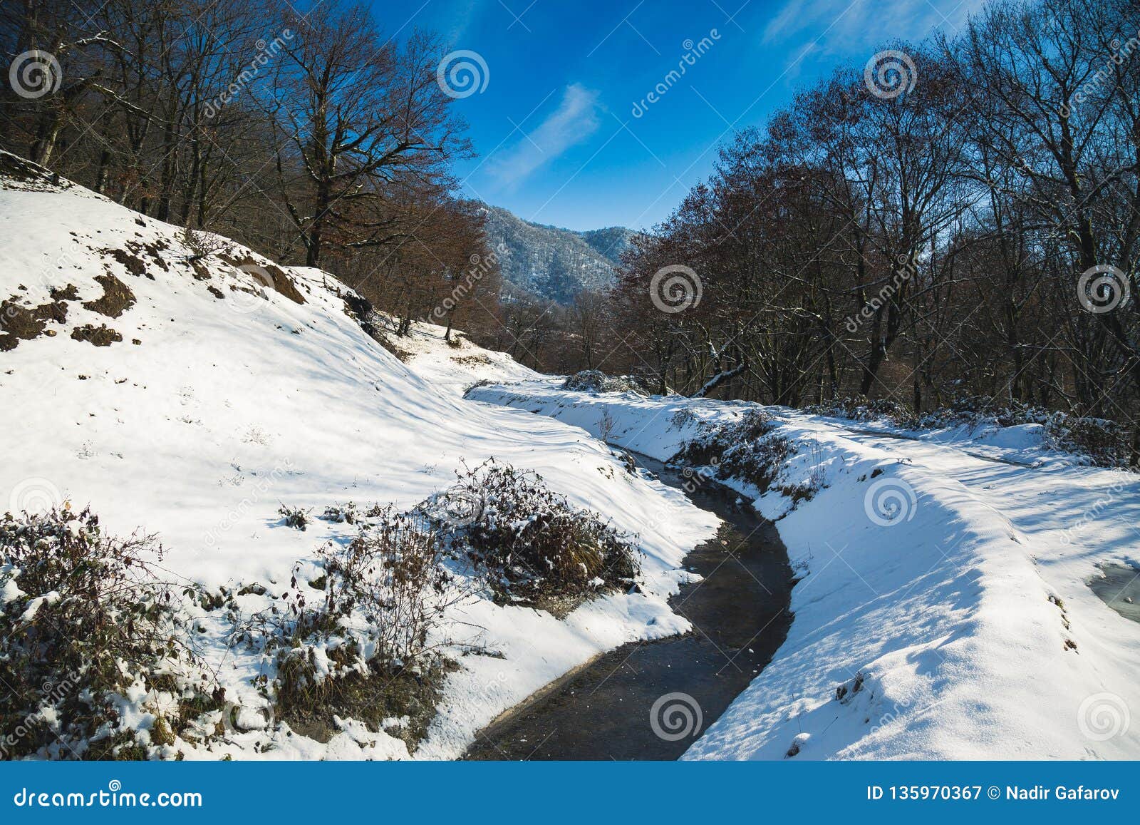 Sunny and snowy forest stock image. Image of daylight - 135970367