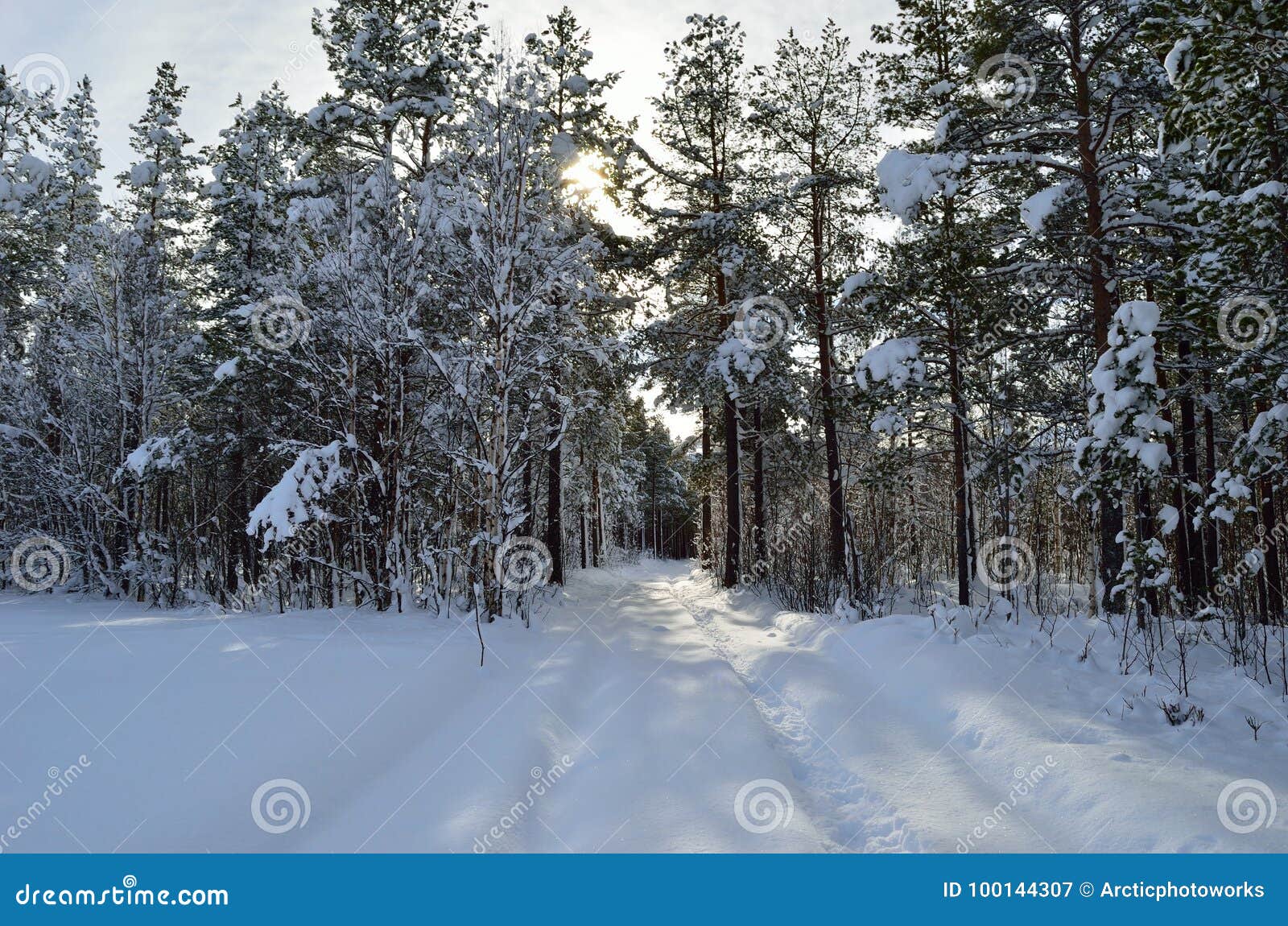 Sunny and Snowy Pine Tree Forest with Small Snowy Forest Road Stock ...